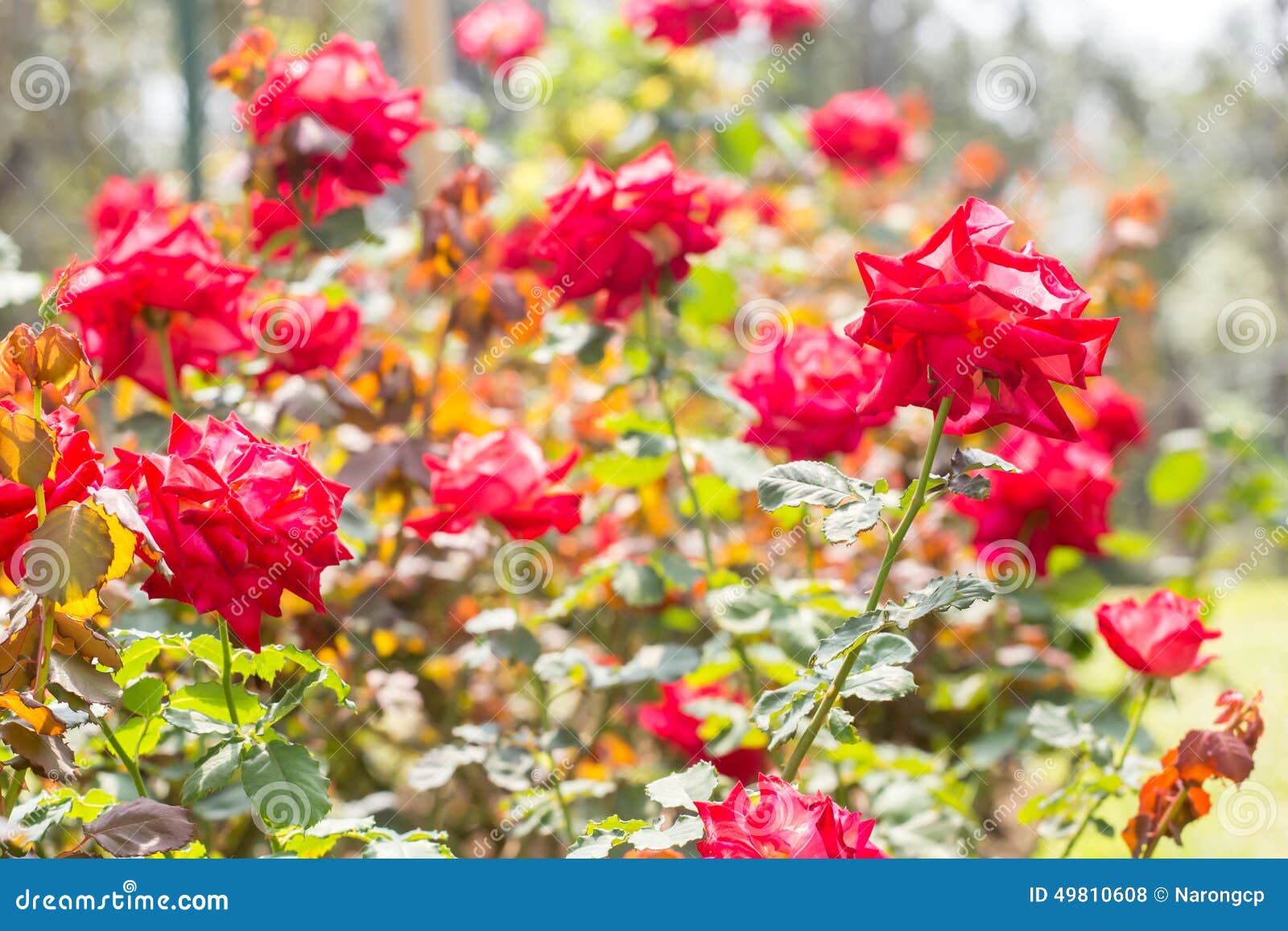 Many Red Roses stock photo. Image of detail, green, aroma - 49810608