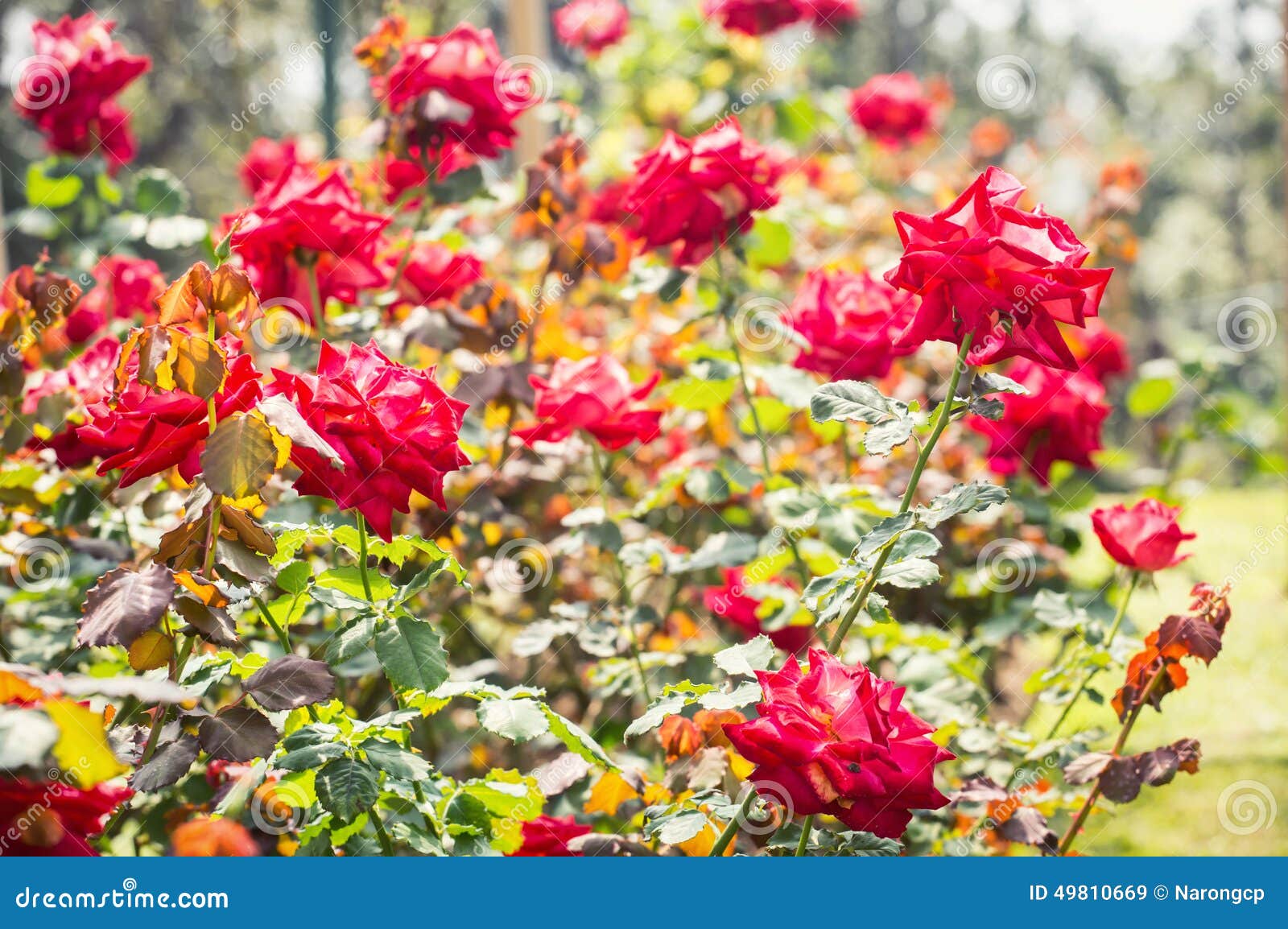 Many Red Roses stock image. Image of branch, botanic - 49810669