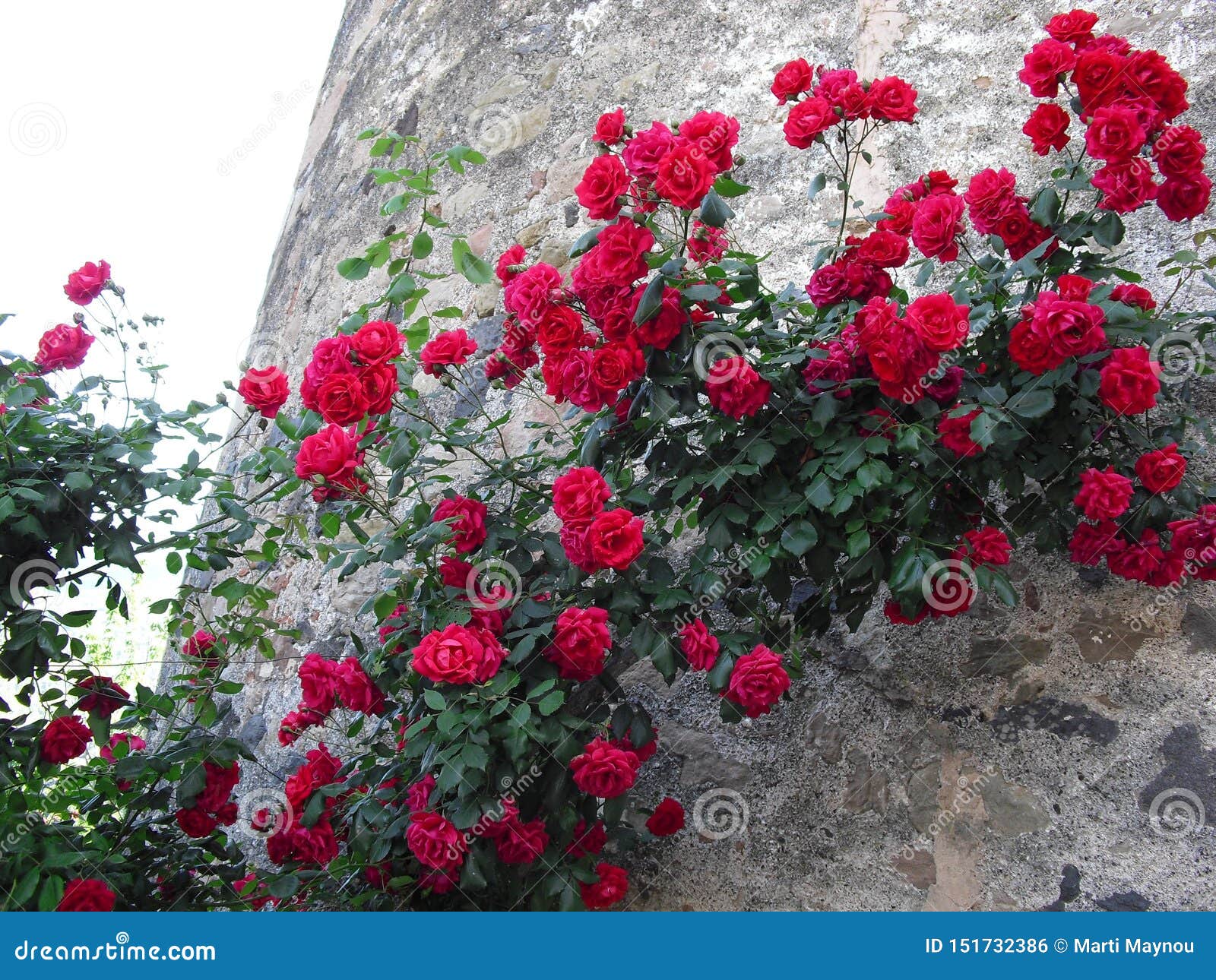 Red Roses Climbing the Wall of an Old Stone Tower Stock Photo - Image ...