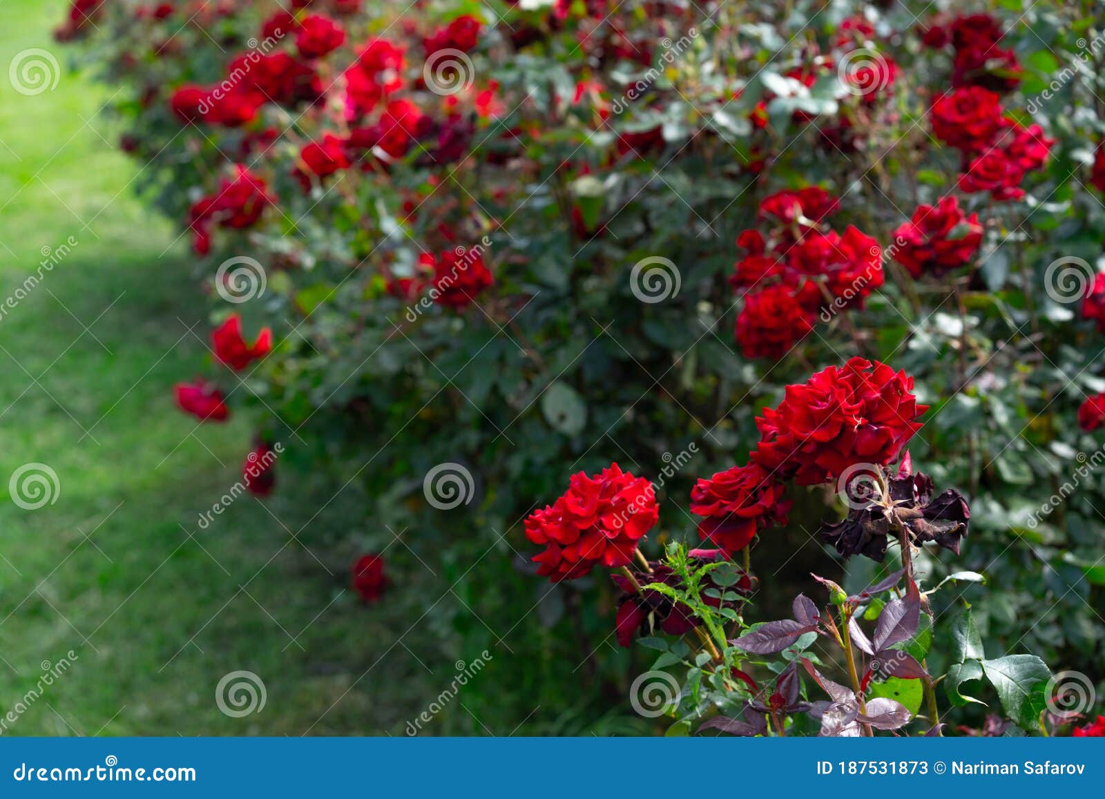 Many Red Roses Growing in the Ground Stock Image - Image of petal ...