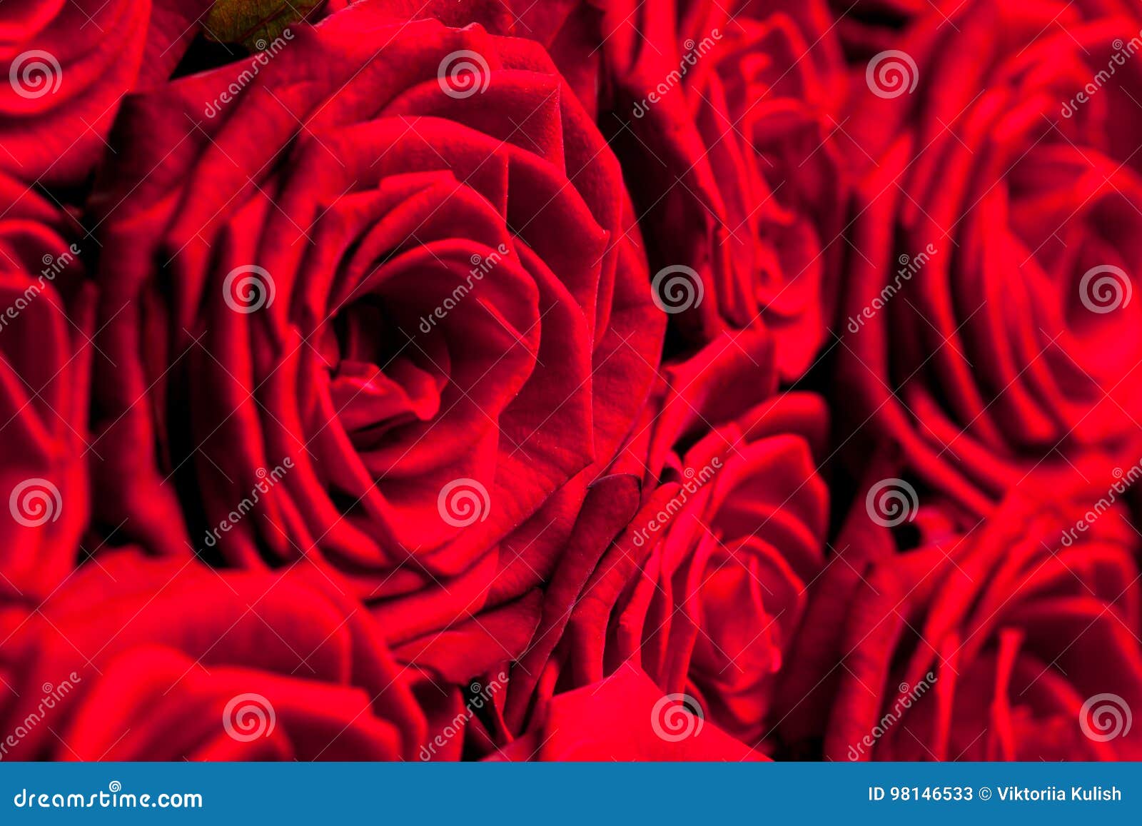 Many red roses stock image. Image of beauty, decoration - 98146533