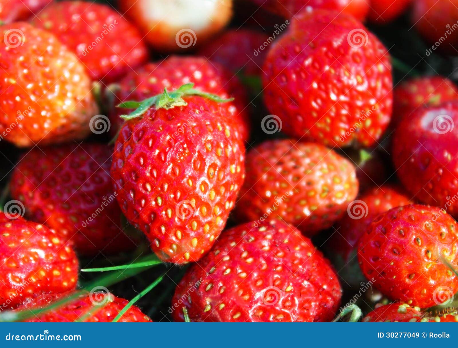 Many strawberries stock image. Image of education, ecology - 30277049