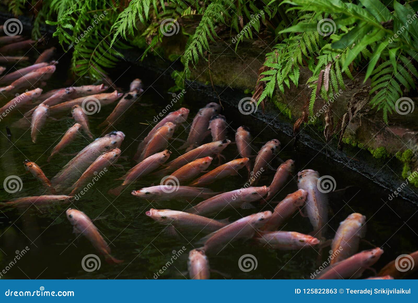 Red Tilapia Fish in the Pond Stock Image - Image of colorful, animal ...
