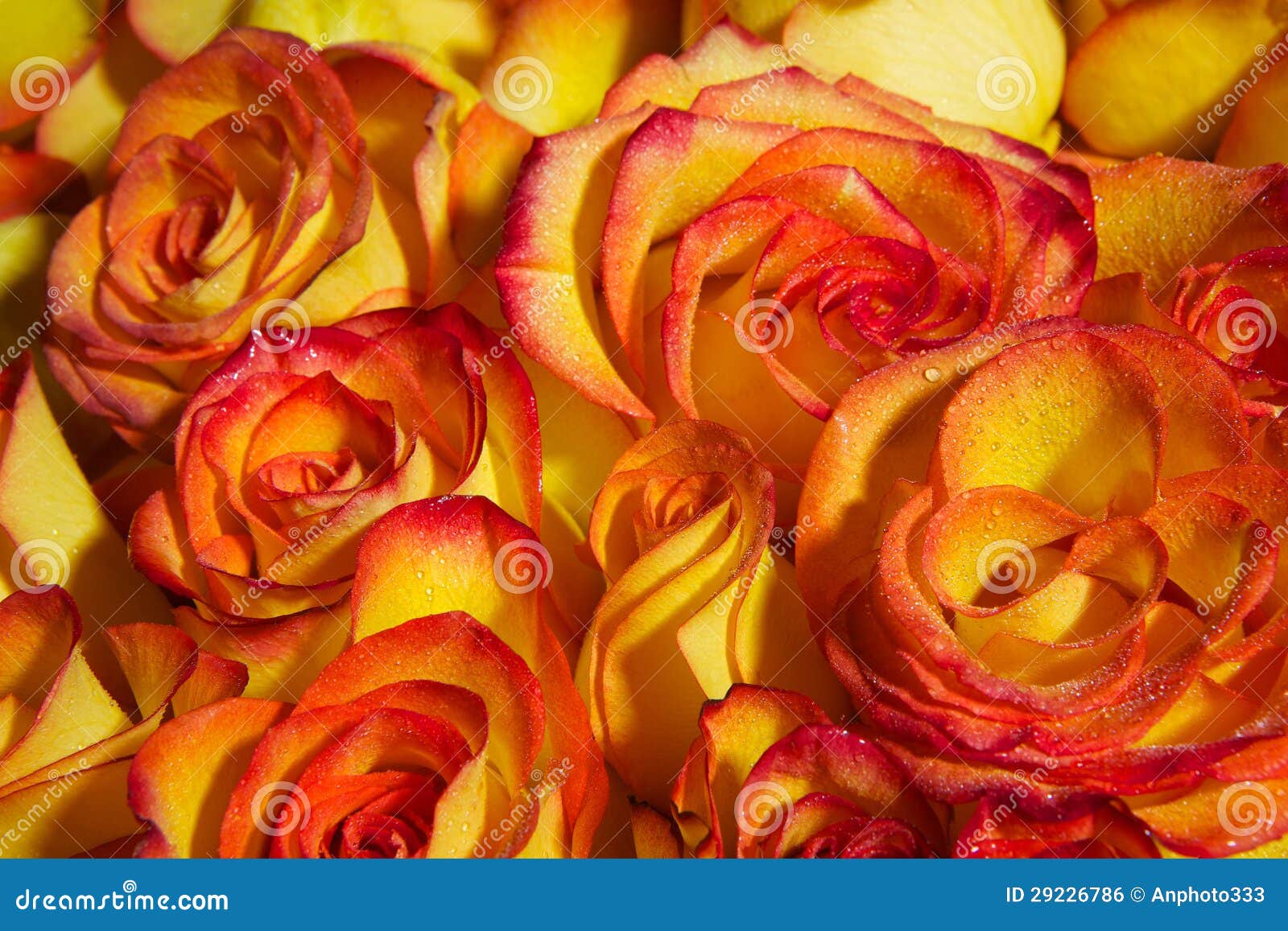 Many red-yellow roses stock photo. Image of focus, rose - 29226786