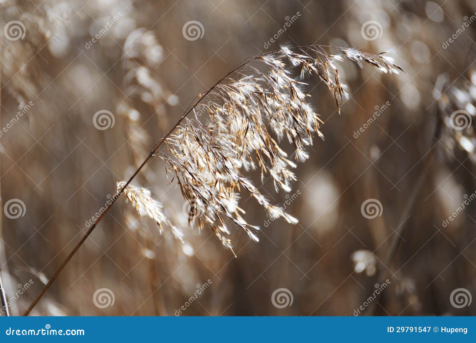Reeds in field stock image. Image of contour, blow, floral - 29791547