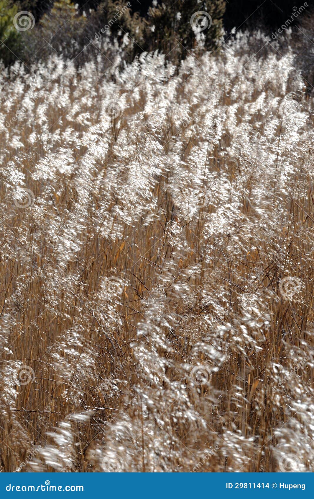 Reeds in field stock photo. Image of bush, beautiful - 29811414