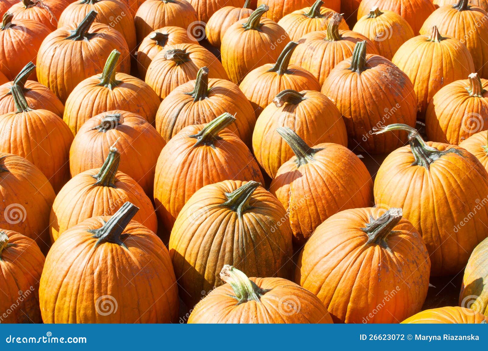 Many Ripe Big Pumpkins Texture Stock Photo - Image of rural, gourd ...