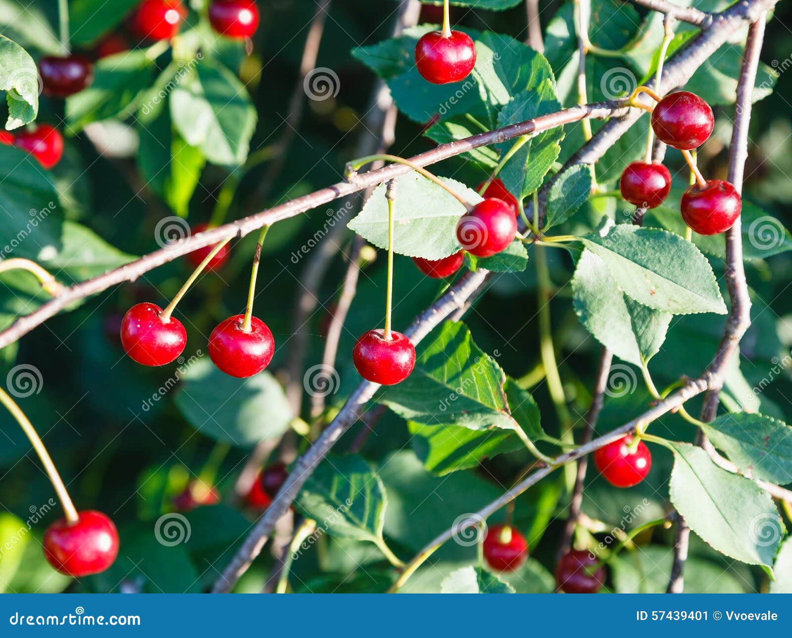 Many Ripe Cherry on Tree Branch in Summer Stock Image - Image of fresh ...