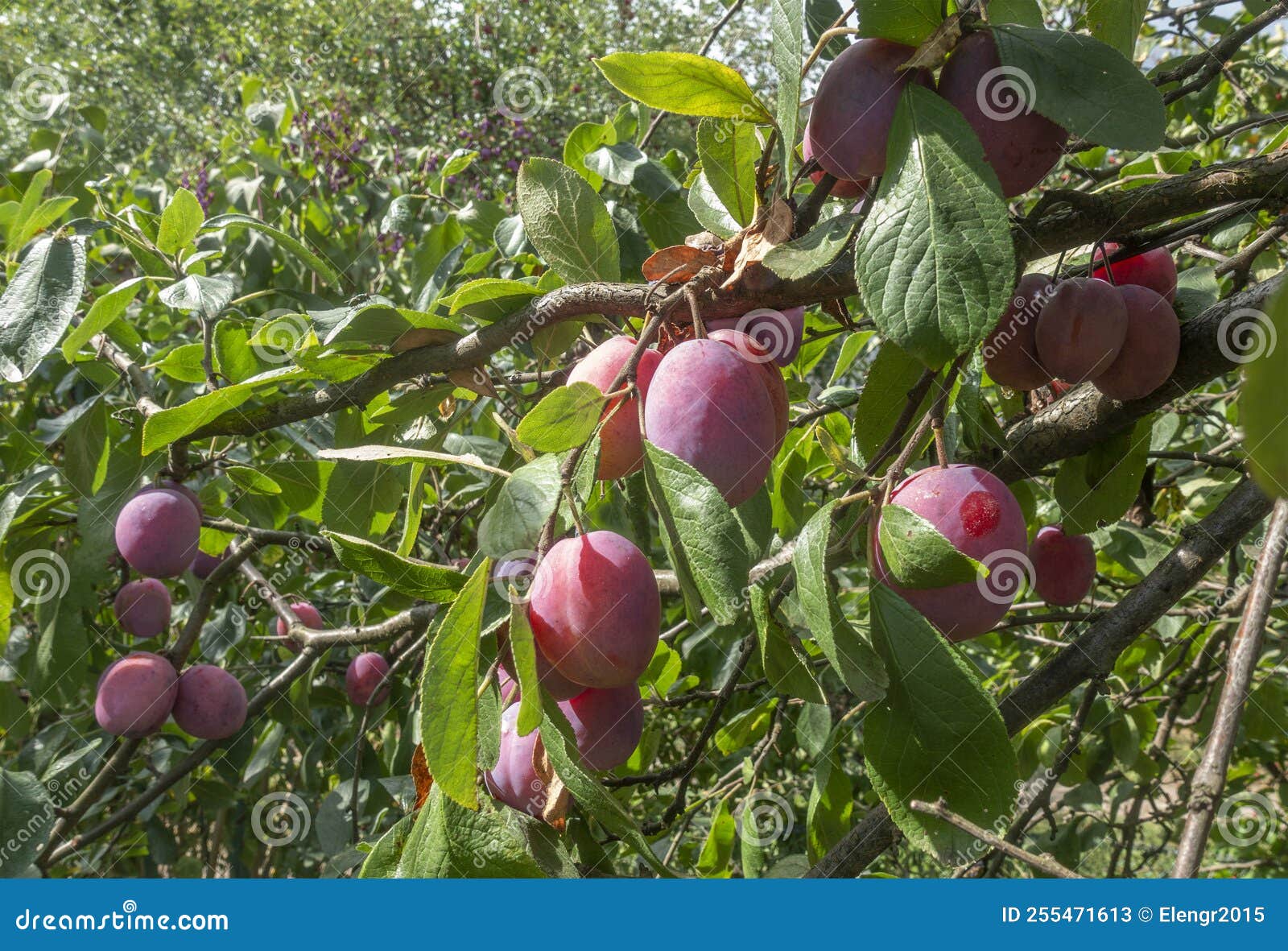 Many Ripe Plum Fruits on the Branches Stock Image - Image of plum ...