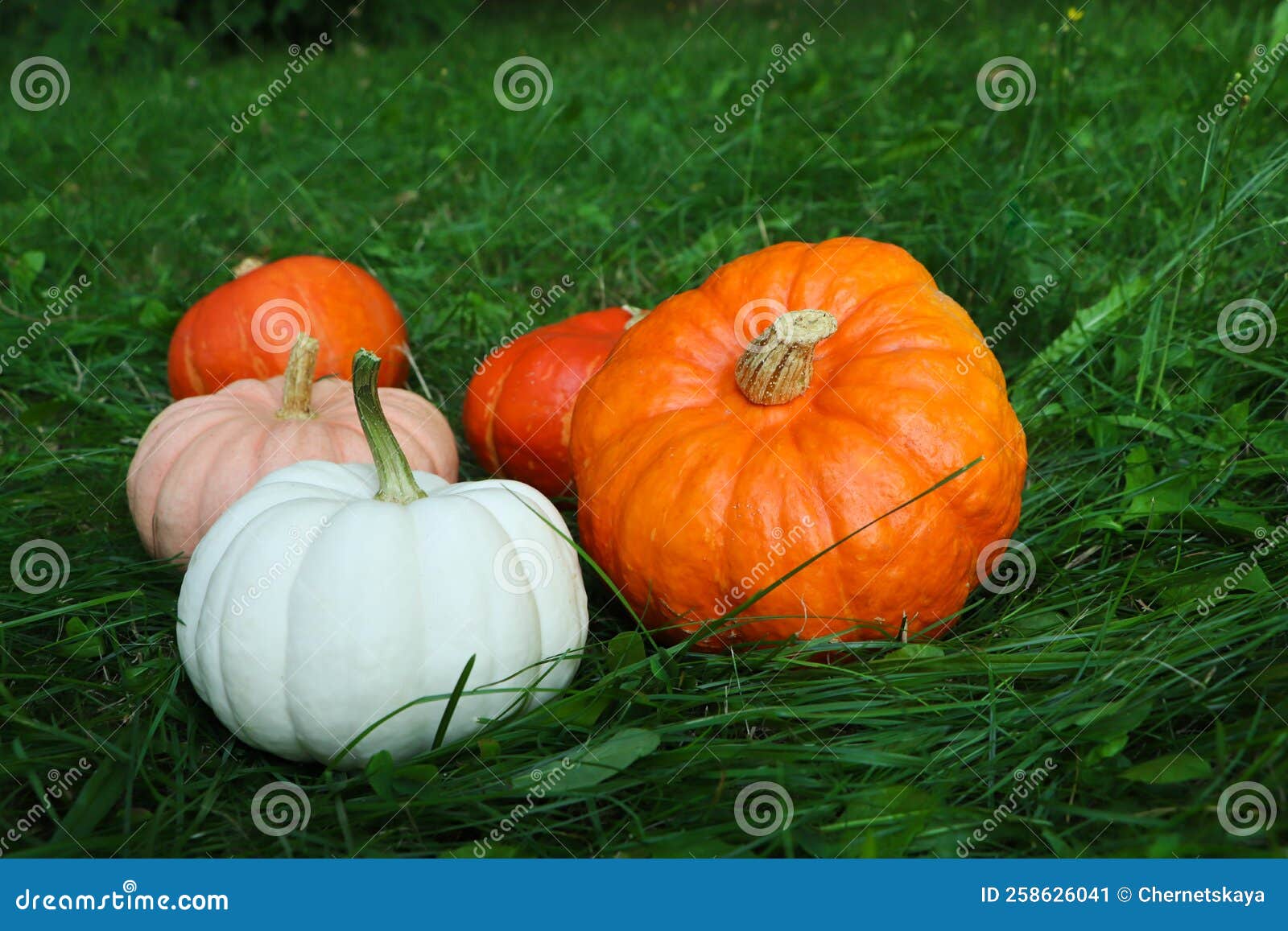Many Ripe Pumpkins among Green Grass Outdoors Stock Image - Image of ...