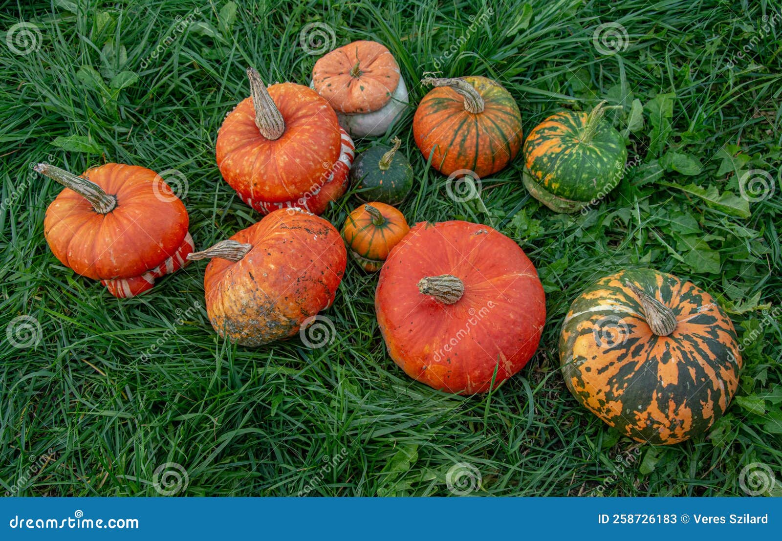Many Ripe Pumpkins among Green Grass Outdoors Stock Image - Image of ...