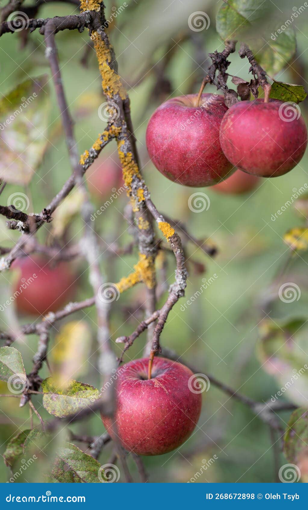 Many Ripe Red Apples on a Tree Branch Stock Photo - Image of apple ...