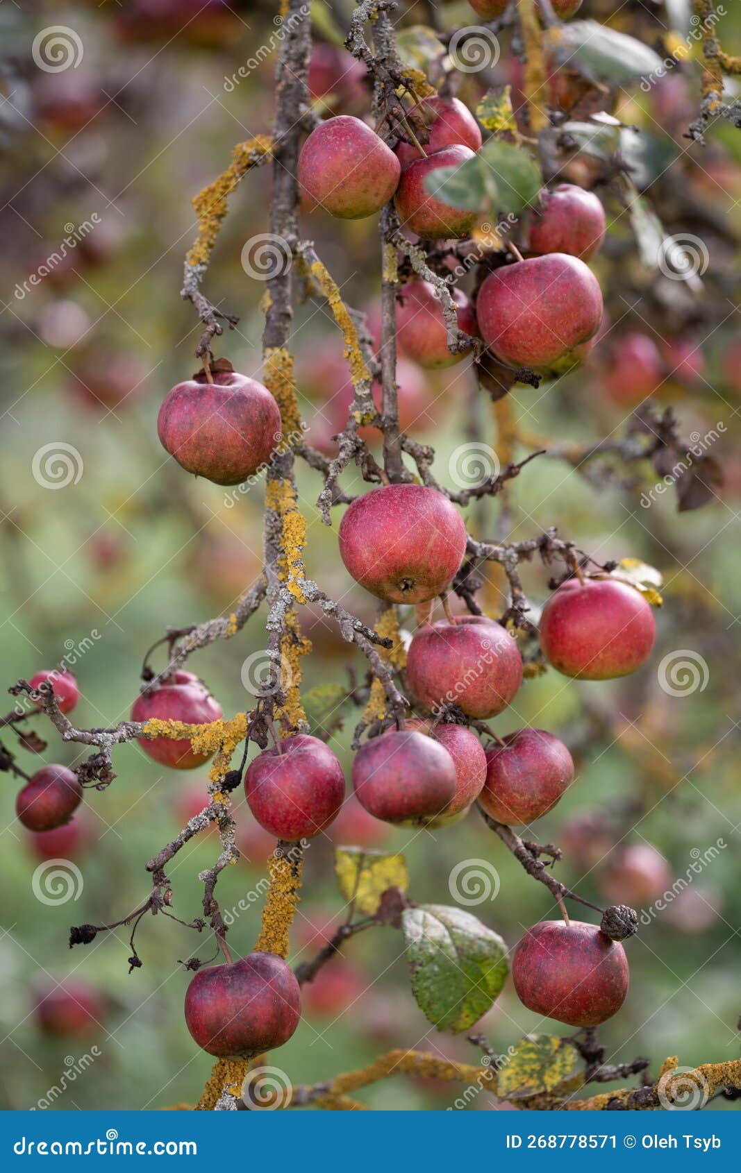 Many Ripe Red Apples on a Tree Branch Stock Image - Image of harvest ...