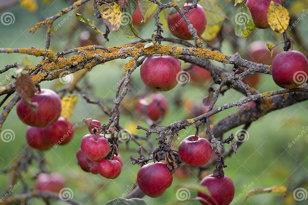 Many Ripe Red Apples on a Tree Branch Stock Photo - Image of leaf ...