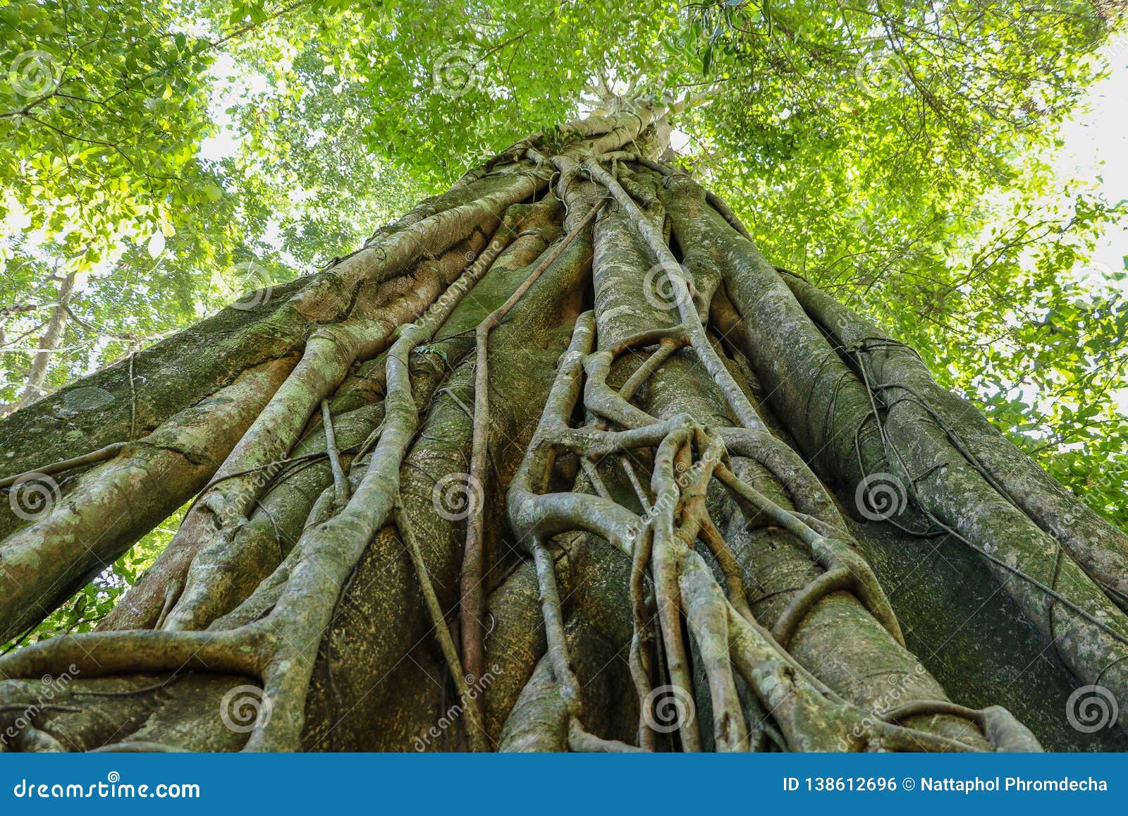 Many Roots of Big Tree in the Forest Stock Photo - Image of grass ...
