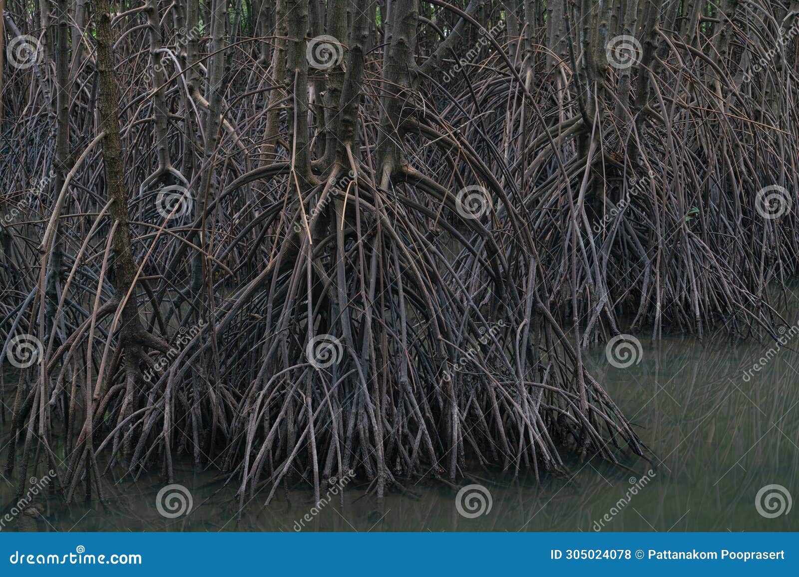 Many Roots of Mangrove Trees Stock Photo - Image of growth, scenic ...