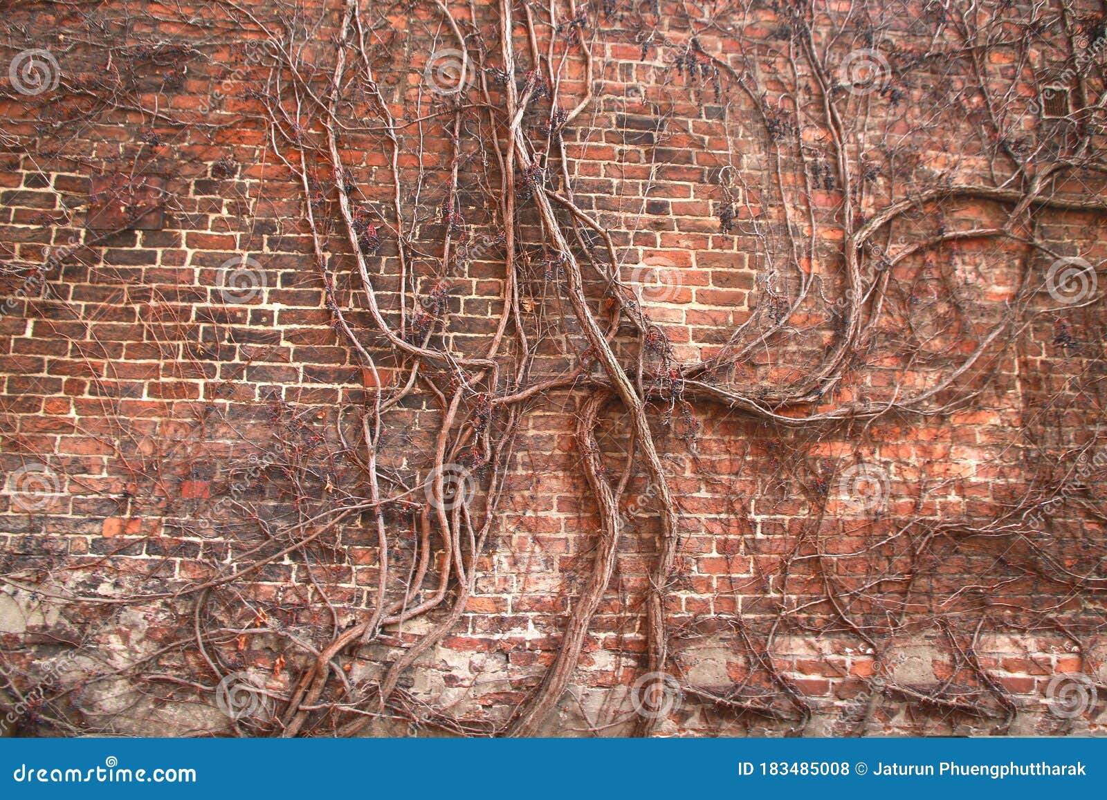 Many Roots on Old Brick Wall Background Stock Photo - Image of backdrop ...