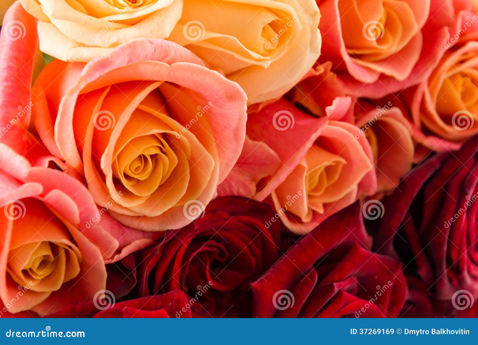Many rose flowers stock image. Image of macro, creative - 37269169