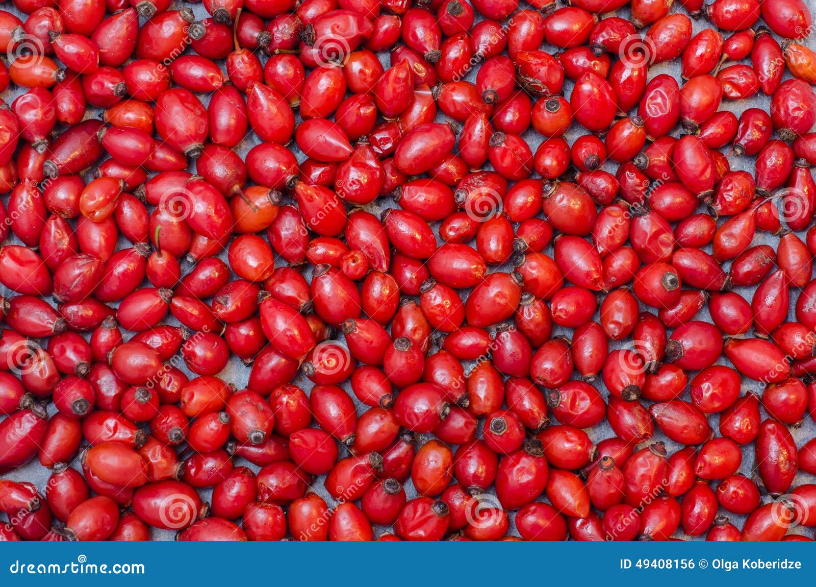 Many rose-hip berries stock photo. Image of ripe, ingredient - 49408156