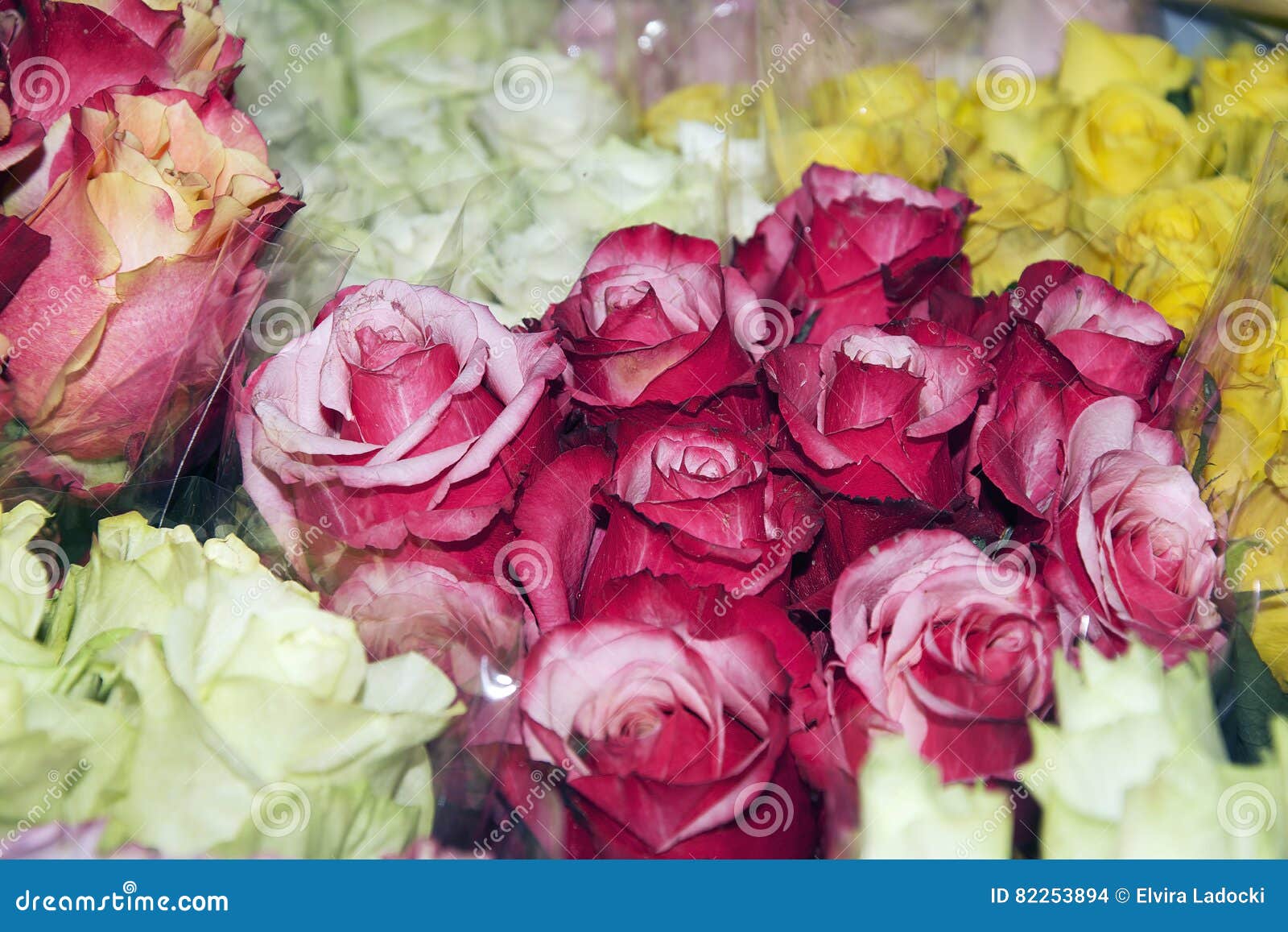 Many roses stock photo. Image of blue, multicolor, nice - 82253894