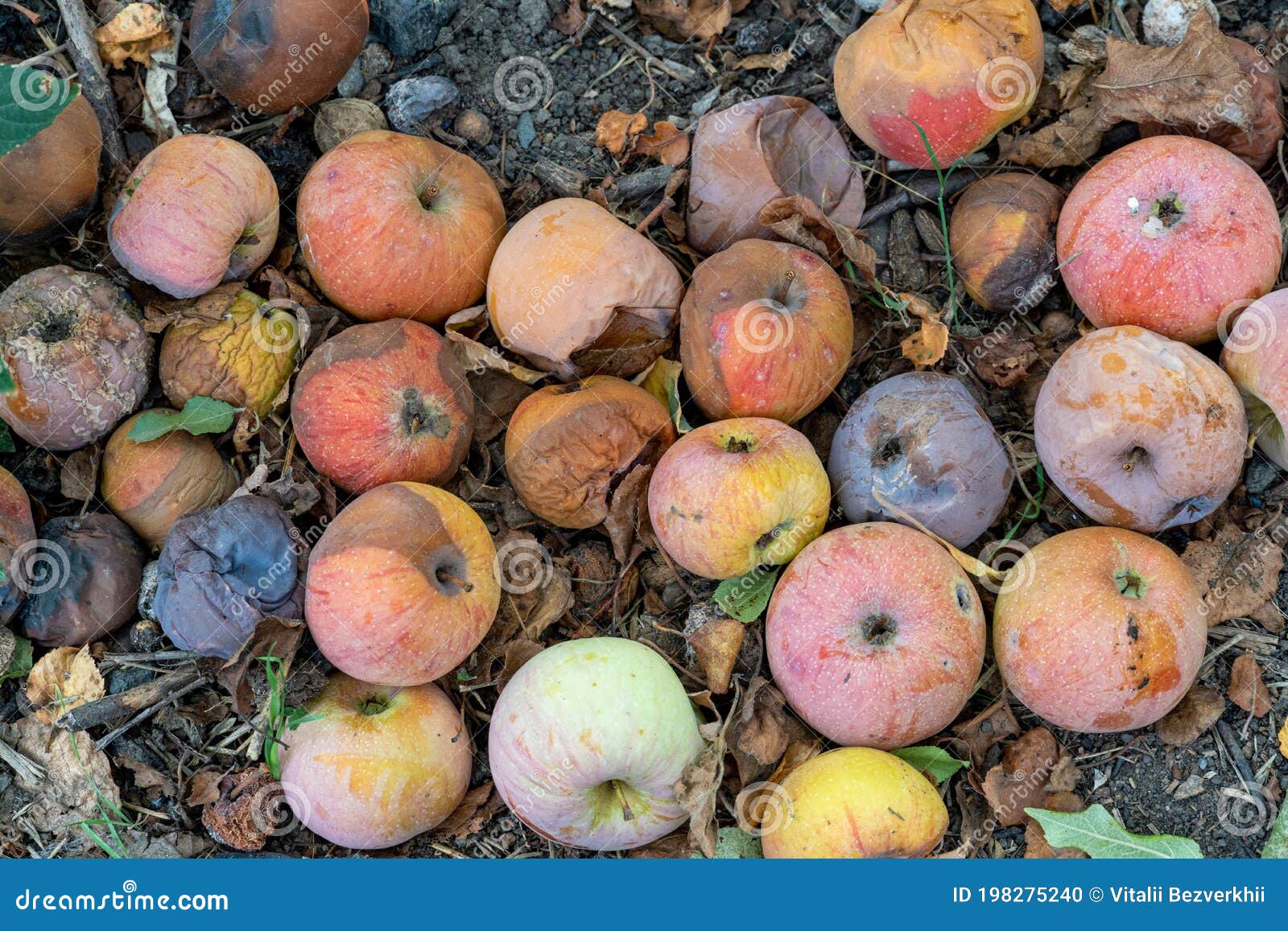 Many Rotten, Sick Apples on the Ground Stock Photo - Image of garden ...