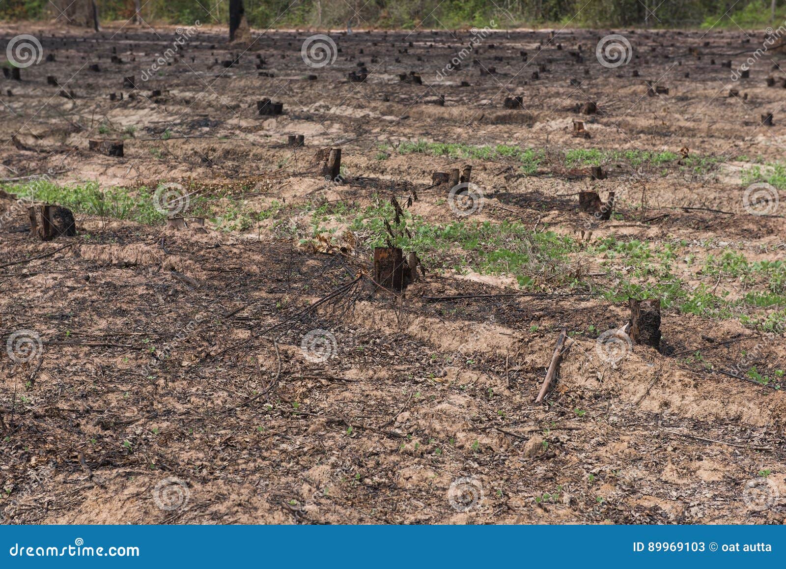Many Row Old Tree Stumps Caused by Deforestation and Burn Stock Image ...