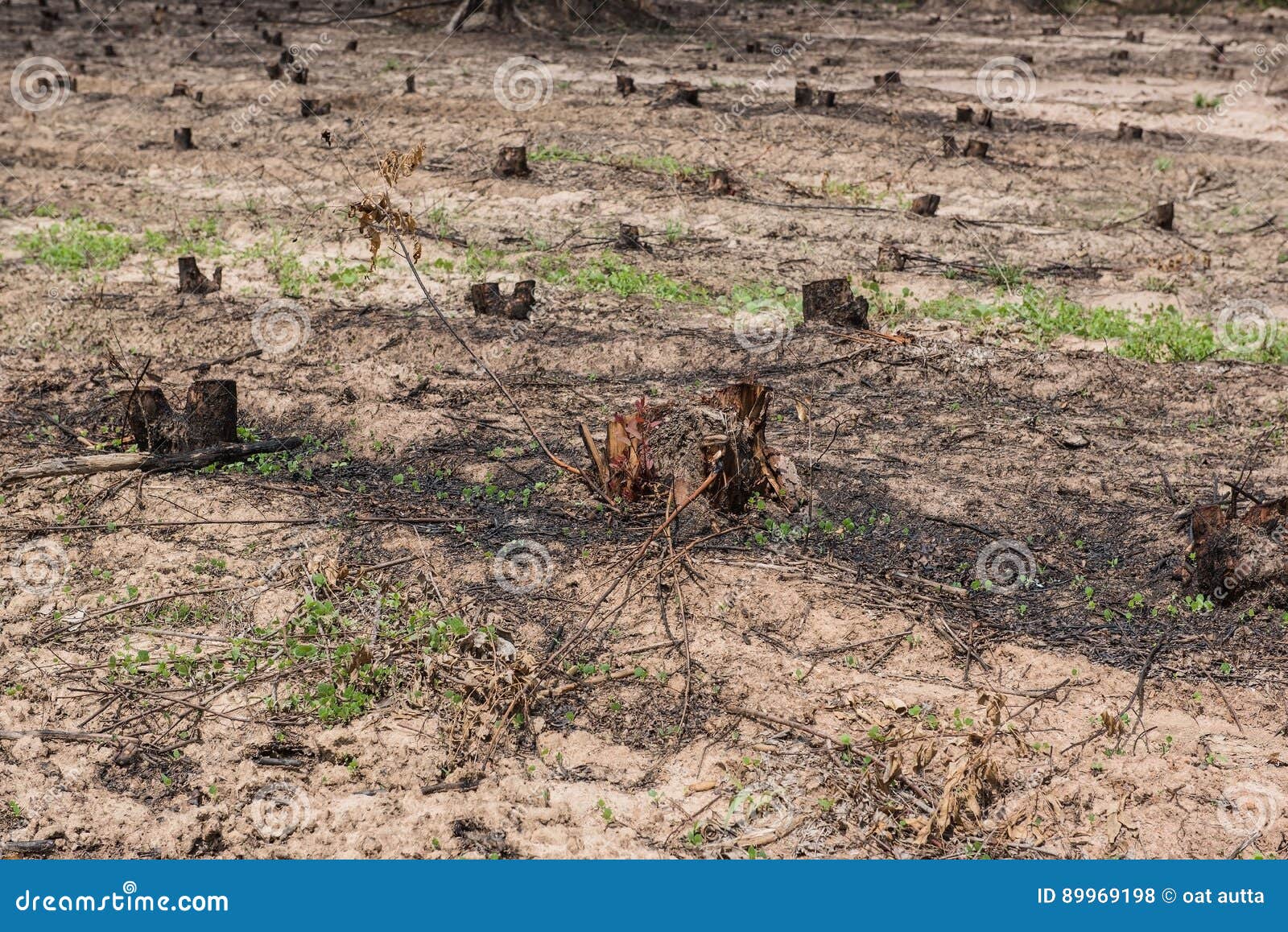 Many Row Old Tree Stumps Caused by Deforestation and Burn Stock Photo ...