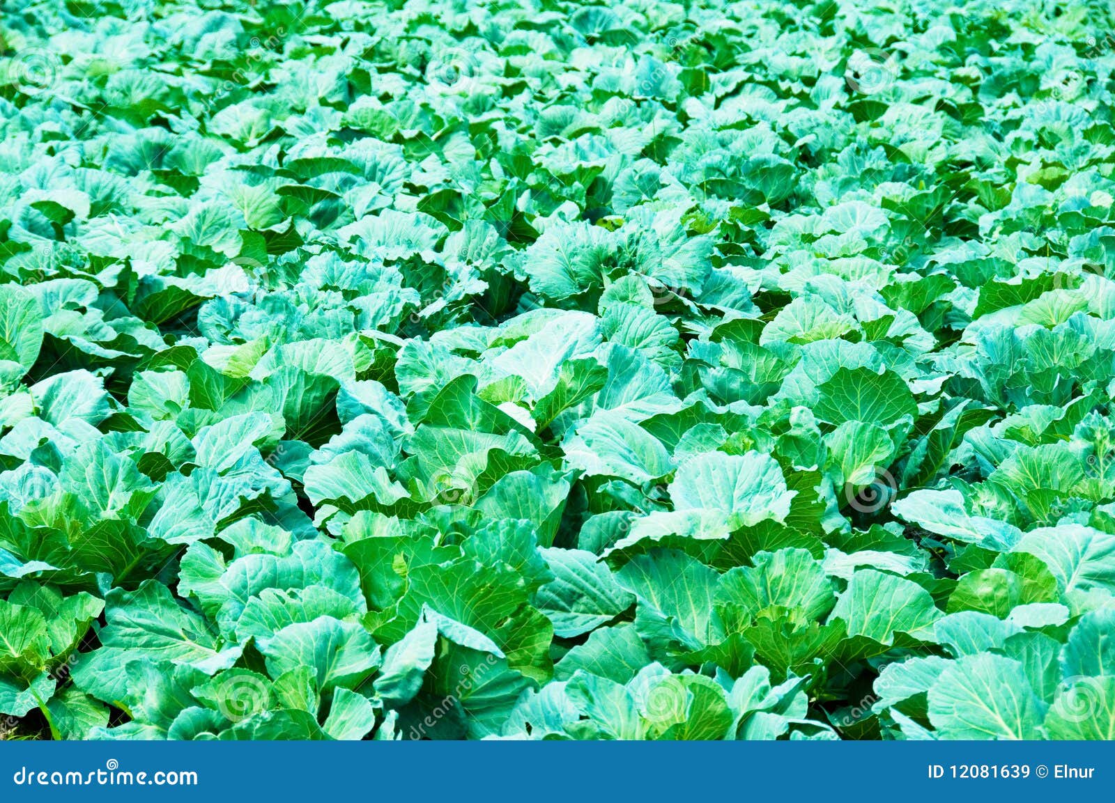 Many rows of cabbage stock image. Image of farm, outdoors - 12081639