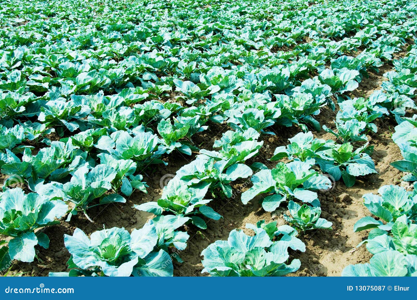 Many rows of cabbage stock image. Image of farm, harvesting - 13075087