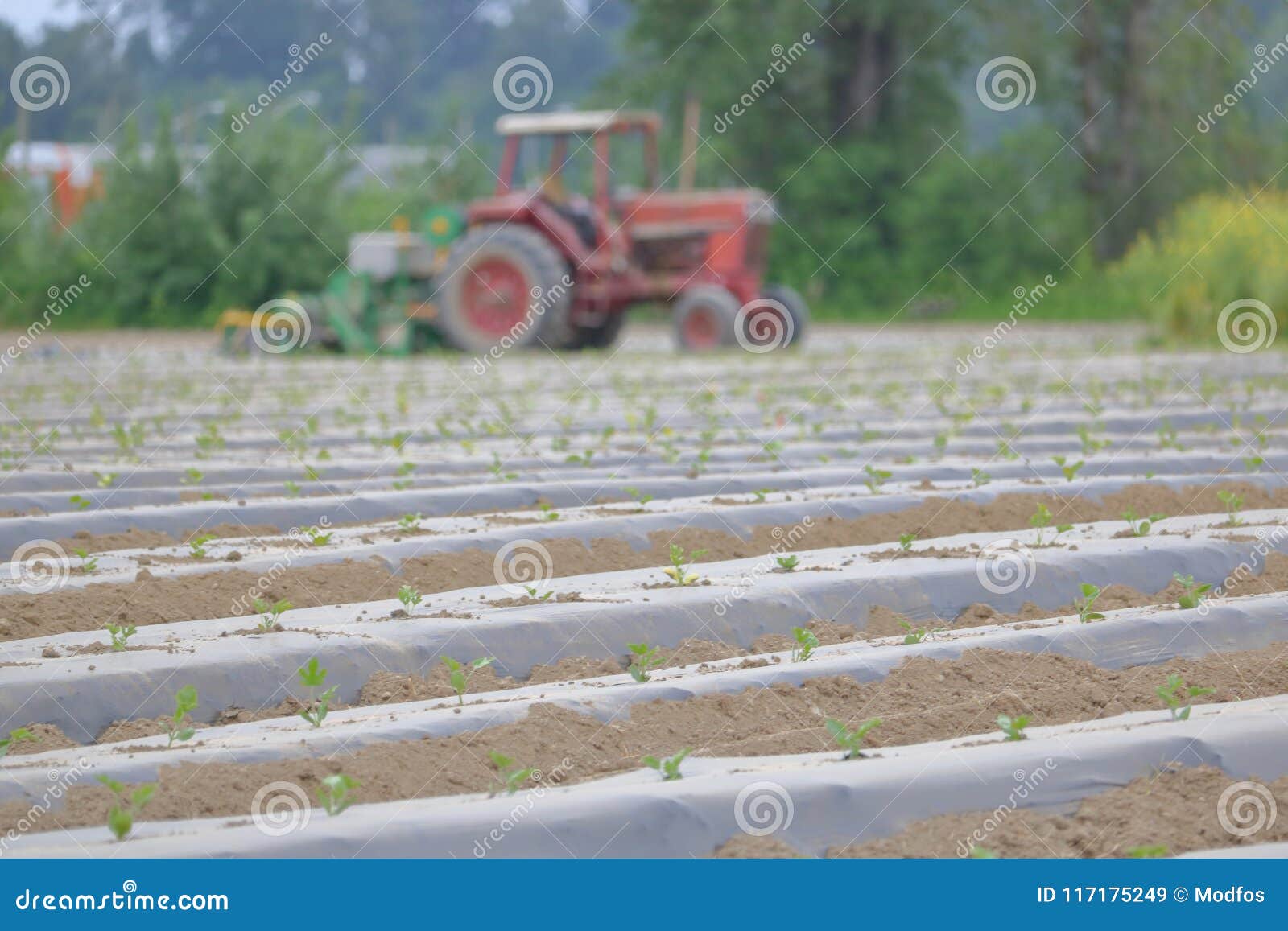 Rows of Corn and Plastic stock image. Image of plant - 117175249
