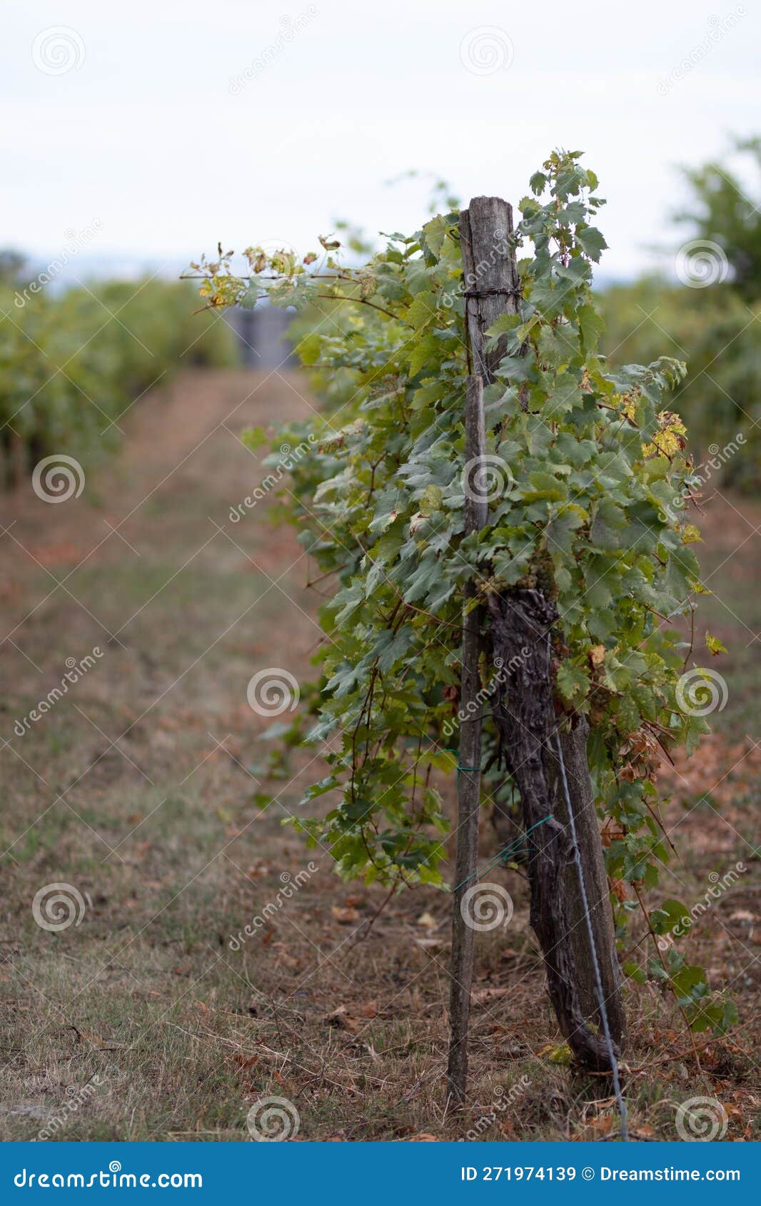 Rows of Grape Plants in the Vineyard Stock Image - Image of landscape ...