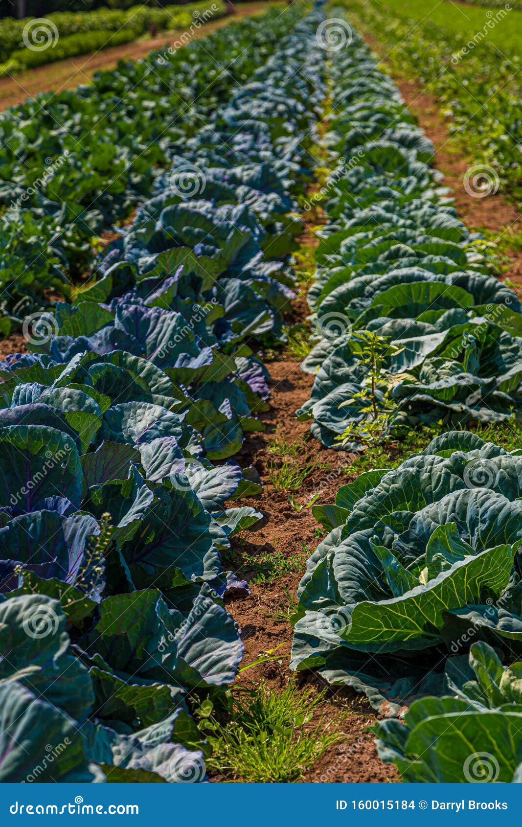 Rows of Kale and Cabbage at a Farm Stock Photo - Image of ingredient ...