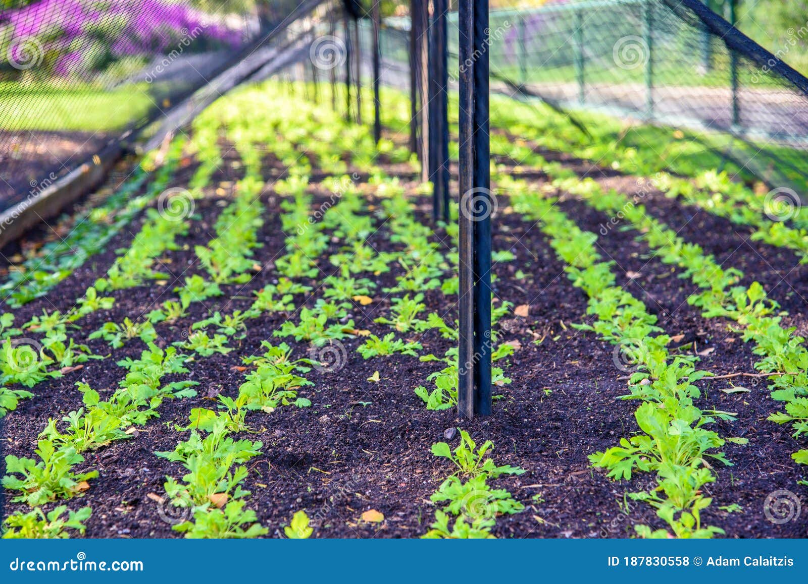 Many Rows of Seedlings are Growing in a Garden Bed Stock Photo - Image ...