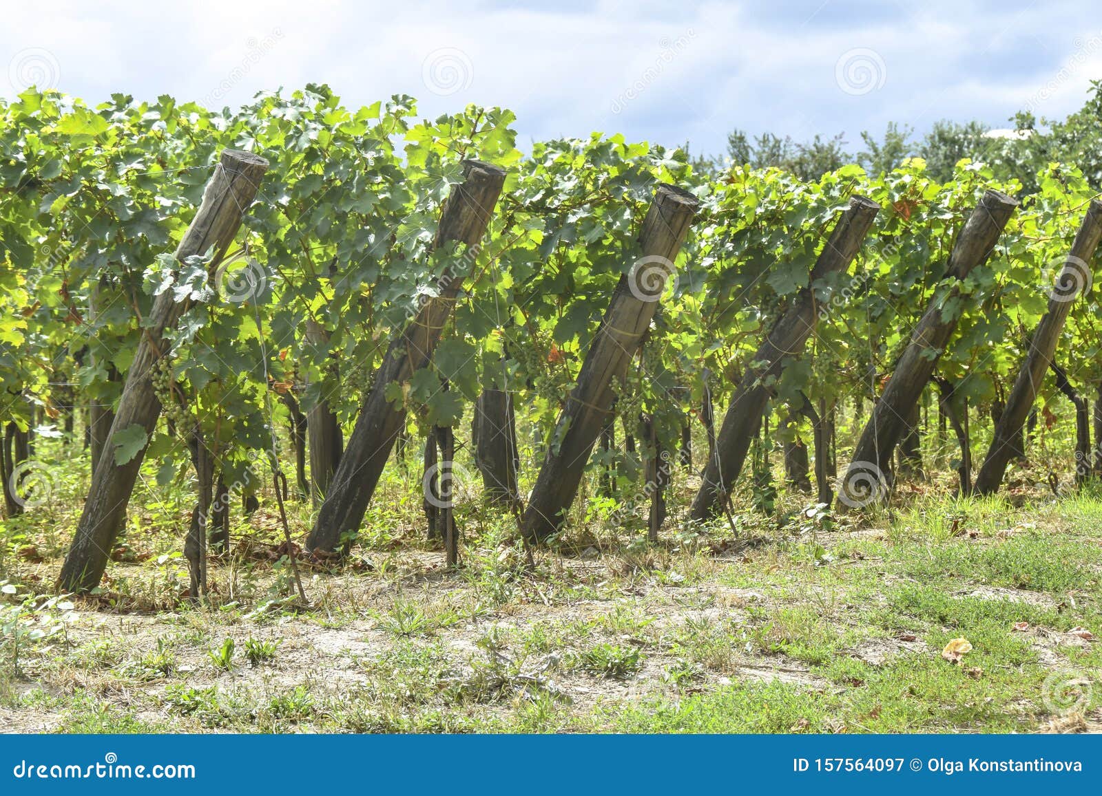 Many Rows Vineyard Grape View Landscape Stock Image - Image of tourism ...