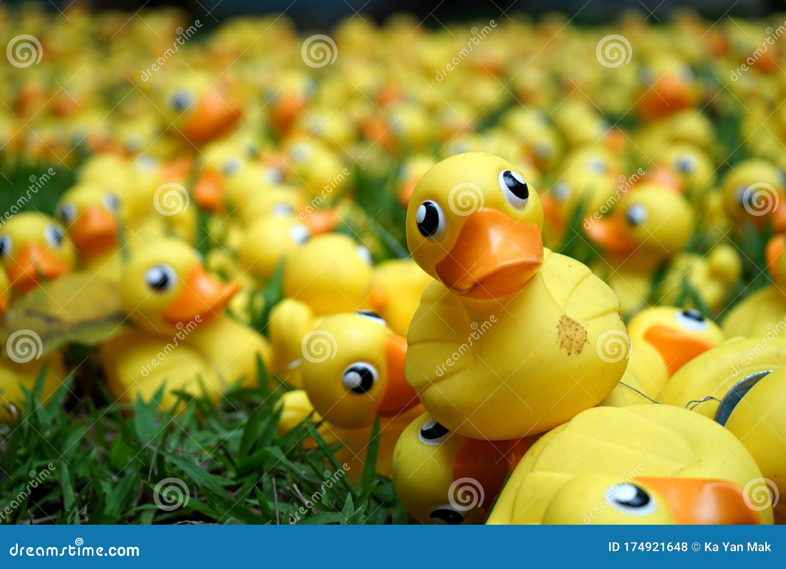 Many Rubber Ducks on Meadow Stock Photo - Image of meadow, duck: 174921648