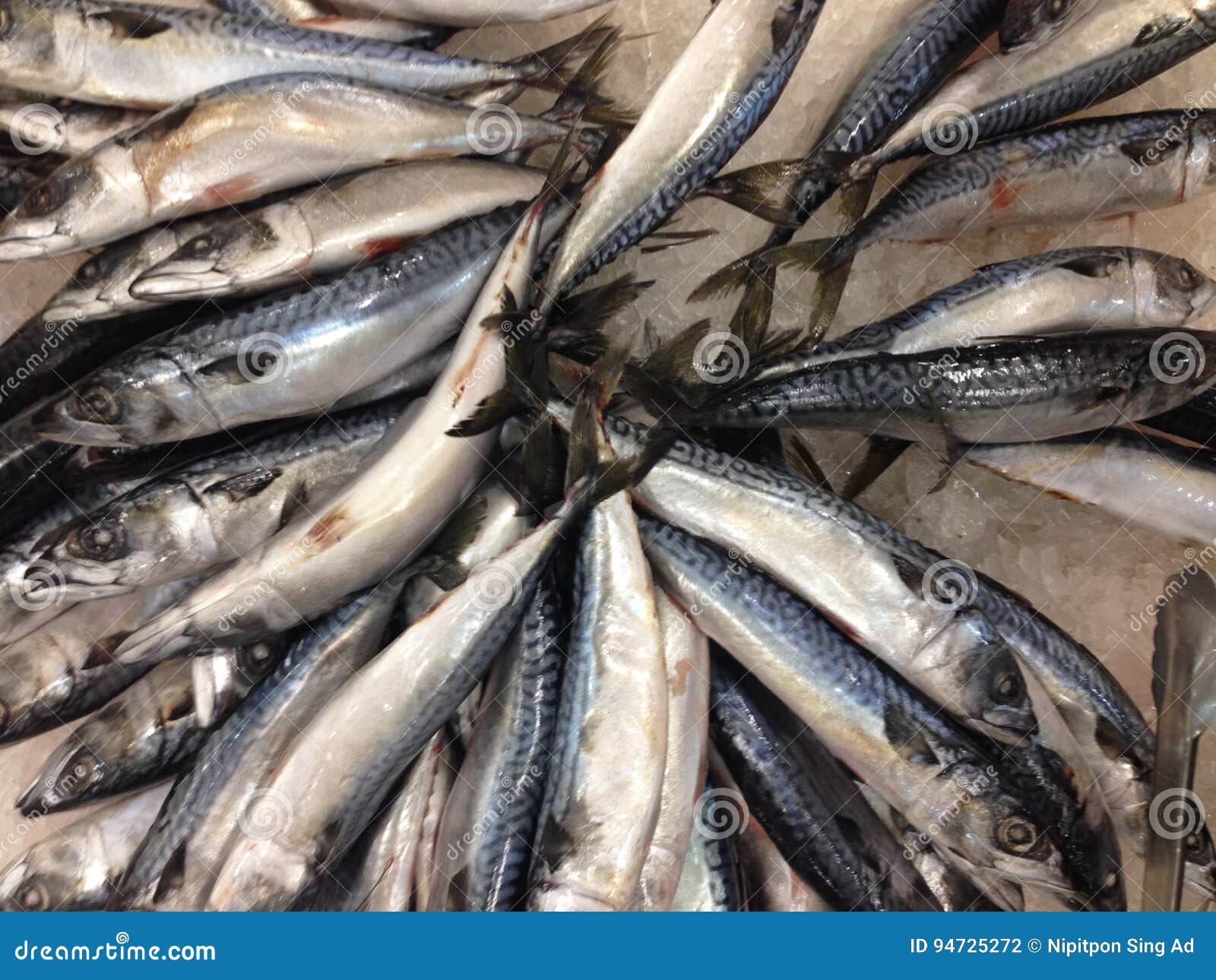 Many Saba fish are frozen stock photo. Image of mackerel - 94725272