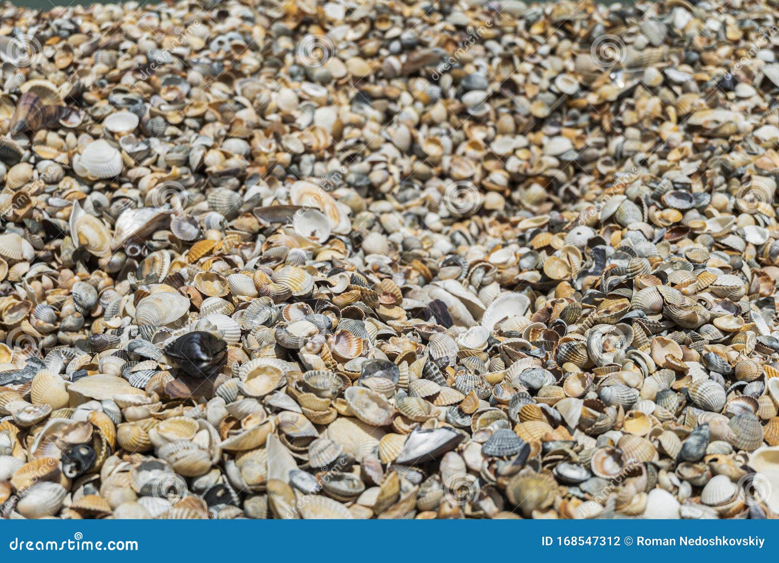 Many Sea Sharp Shells of Bivalve on the Shore. Limited Depth of Field ...