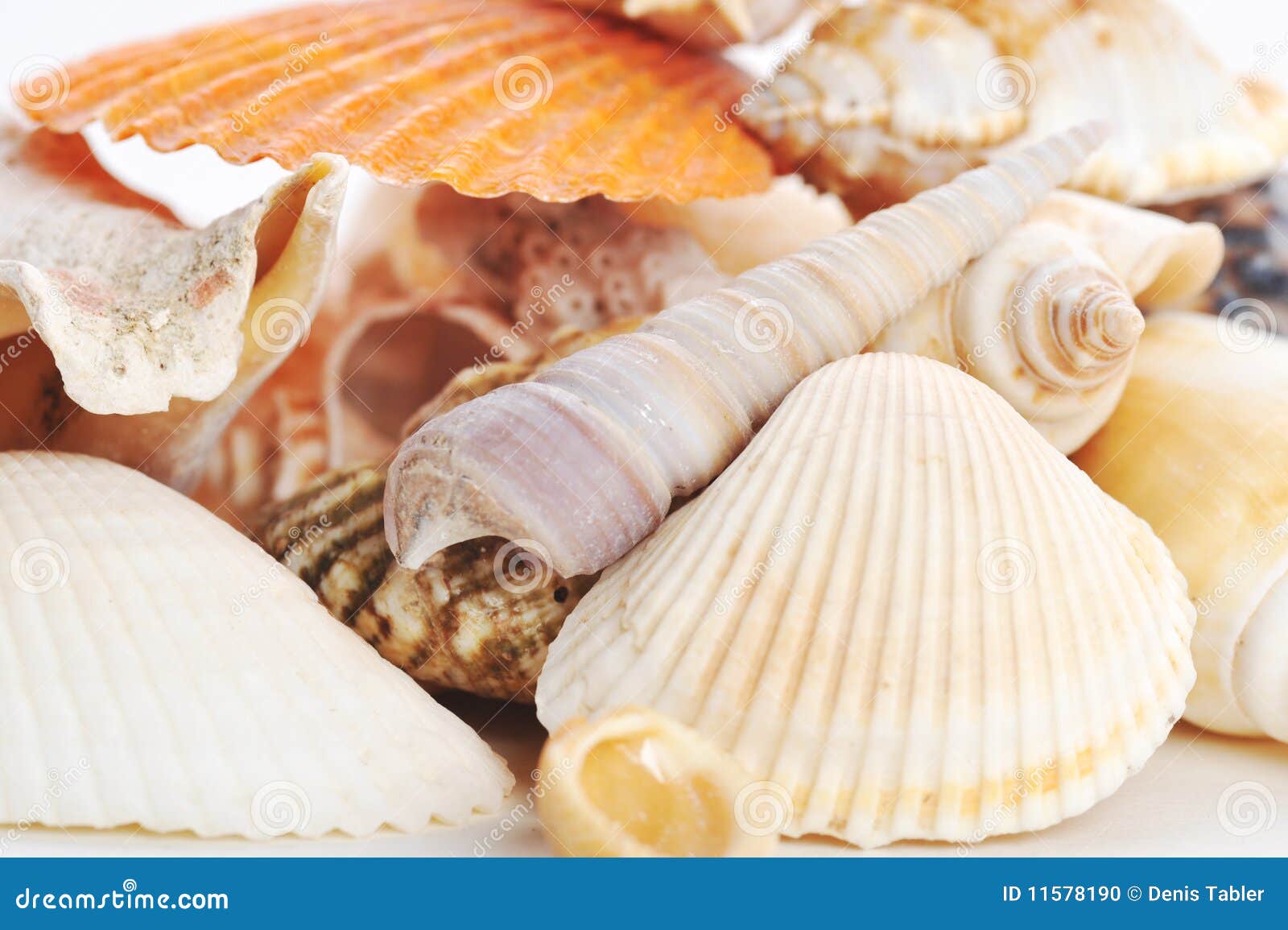 Many sea shells stock photo. Image of beach, tourist - 11578190
