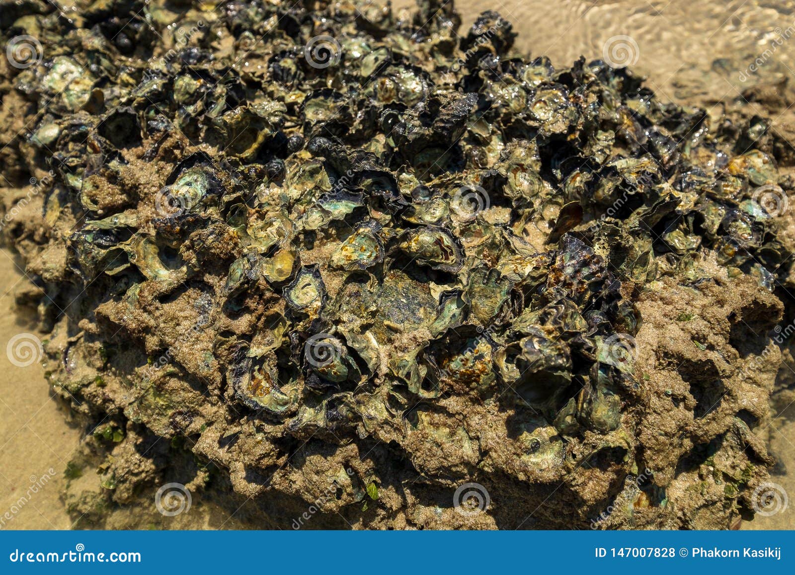 Many Sea Shells Attached To the Rocks on the Beach Stock Photo - Image ...