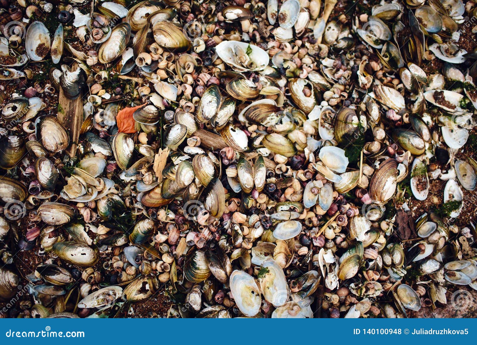 Many Sea Shells of Oysters Lie on the Shore Stock Photo - Image of meal ...