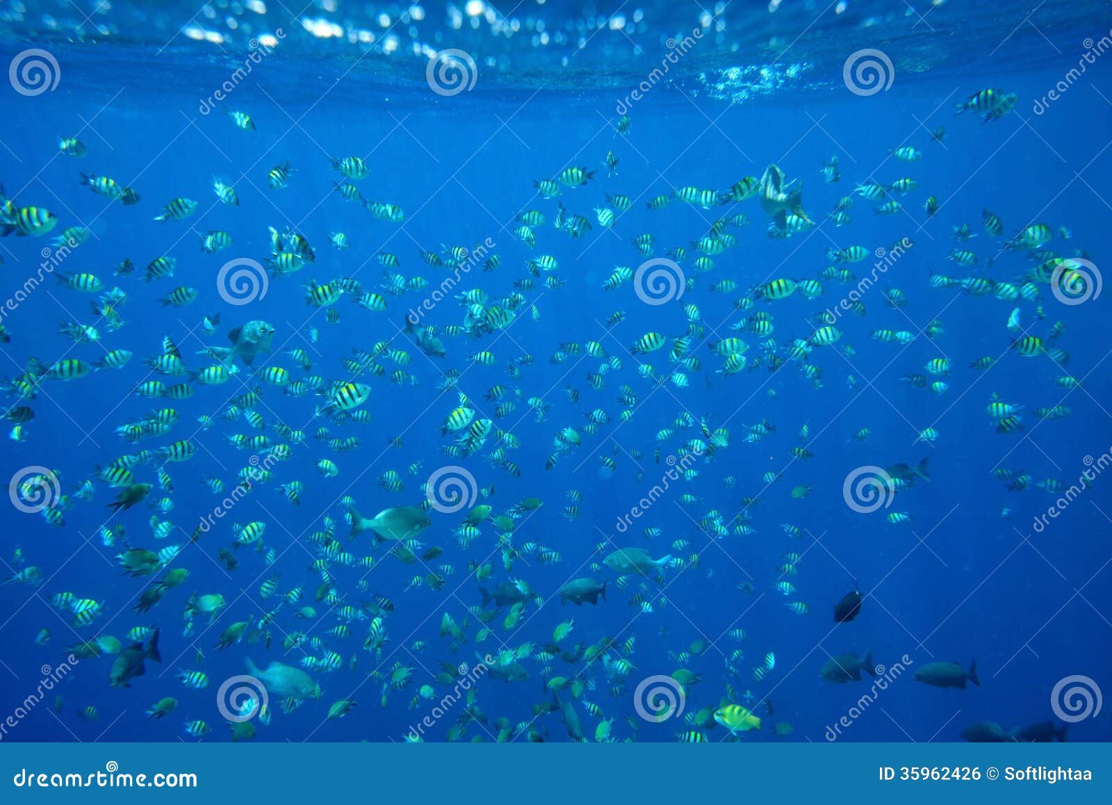 Many Sea of Small Fish in the Sunlight Stock Photo - Image of nature ...