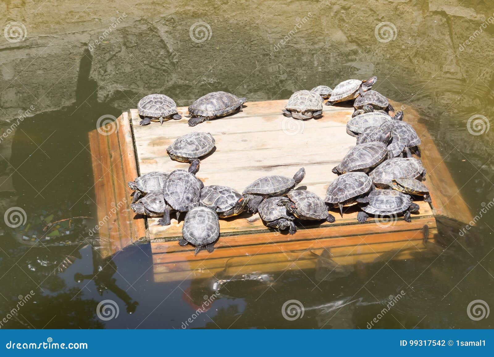 Many Sea Turtle without a Shell Basks in the Sun Stock Photo - Image of ...