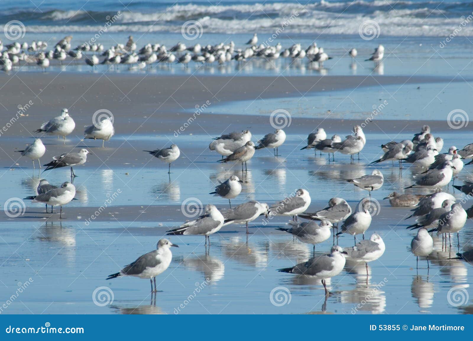 Many Seagulls stock image. Image of family, surf, gulls - 53855