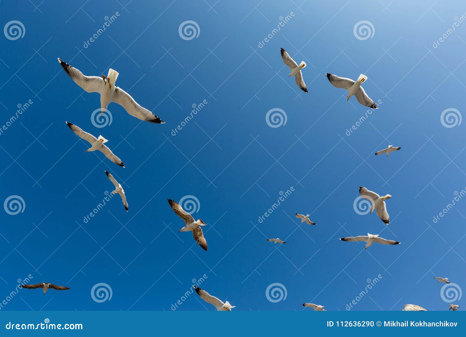 Many Seagulls Fly Against the Blue Sky Stock Photo - Image of high ...