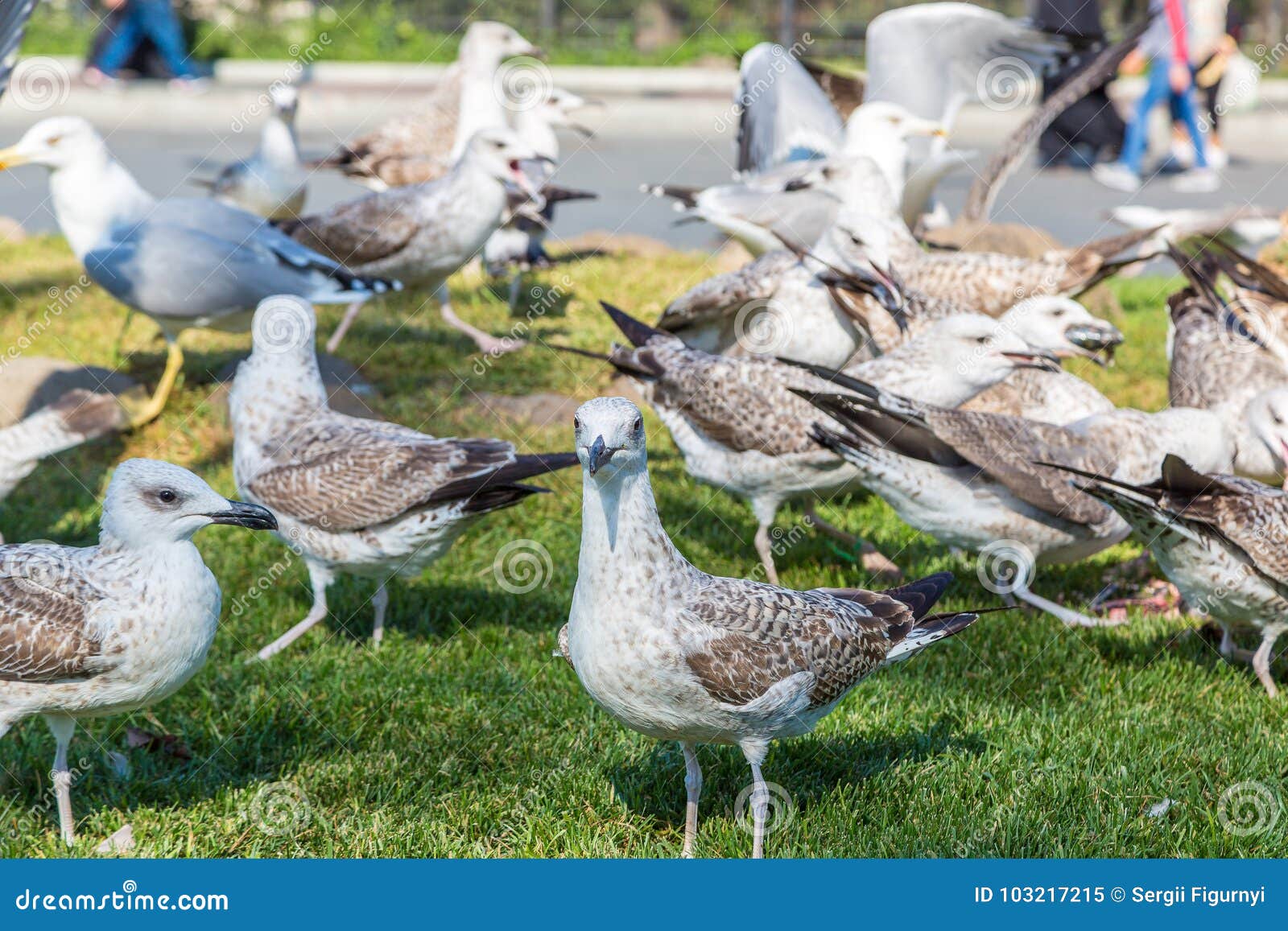 Many seagulls stock image. Image of birds, sunny, beautiful - 103217215