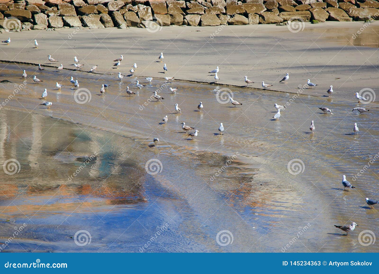 Many Seagulls are Sitting on the Sandy Shallow Water, Basking and ...