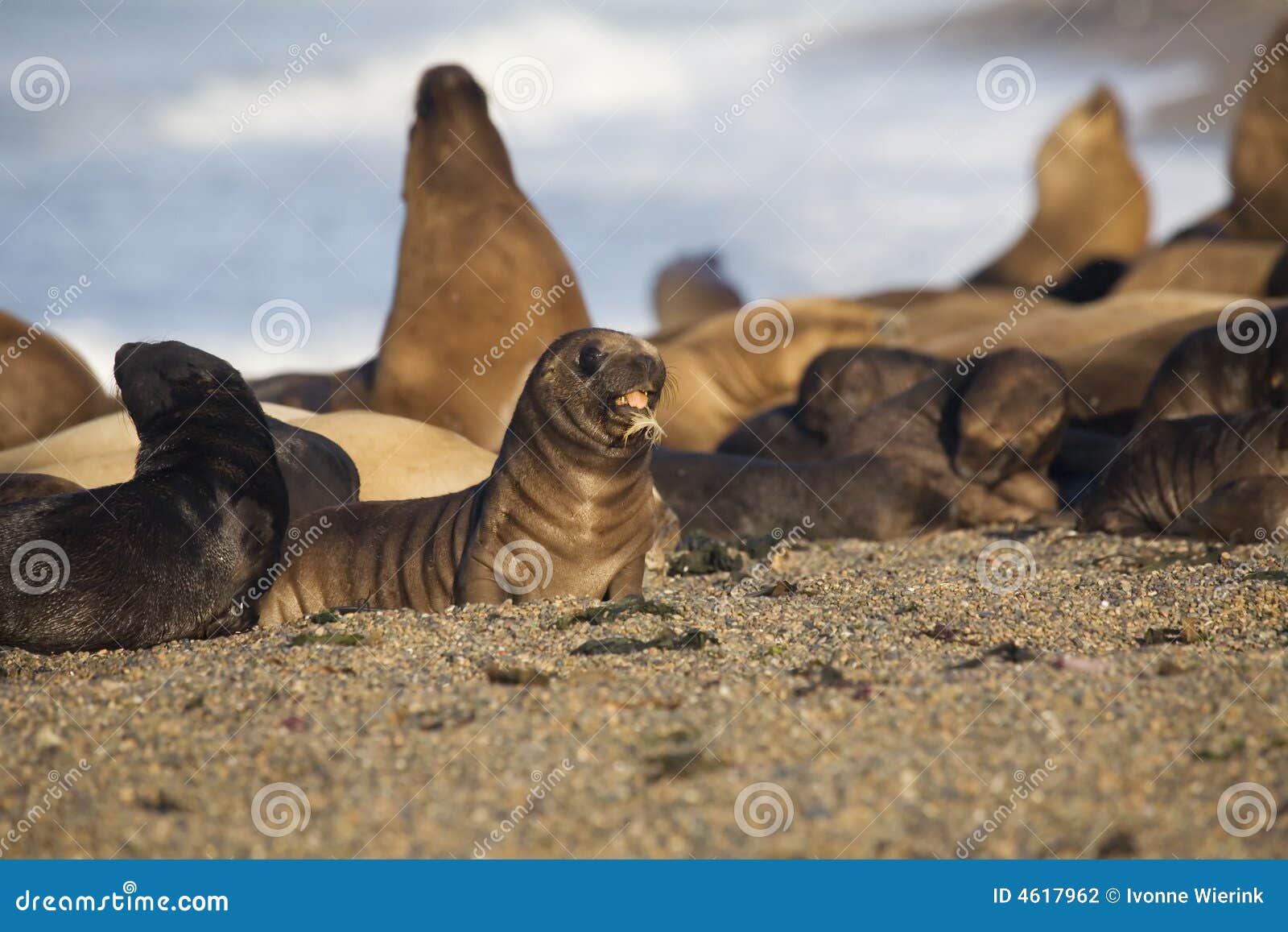 Many seal at the beach stock photo. Image of mammals, animals - 4617962