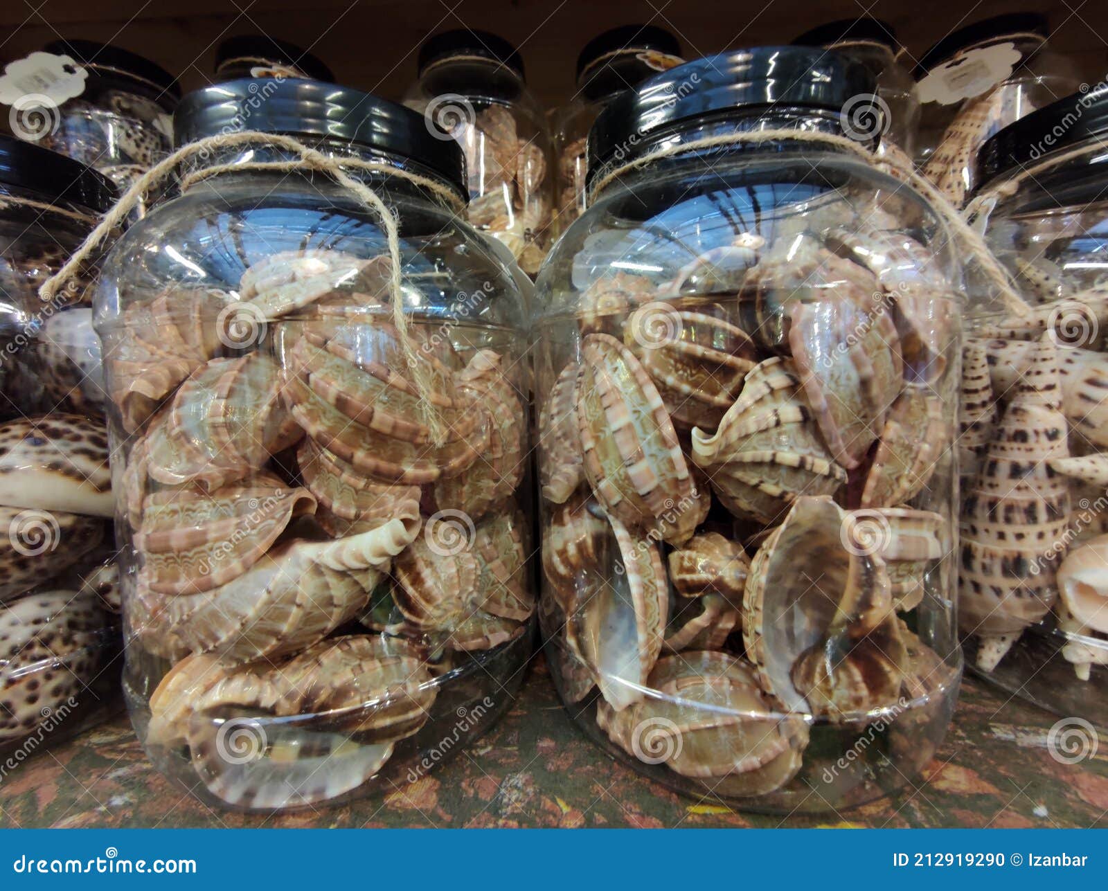 Many seashell in jar stock photo. Image of cyprea, natural - 212919290