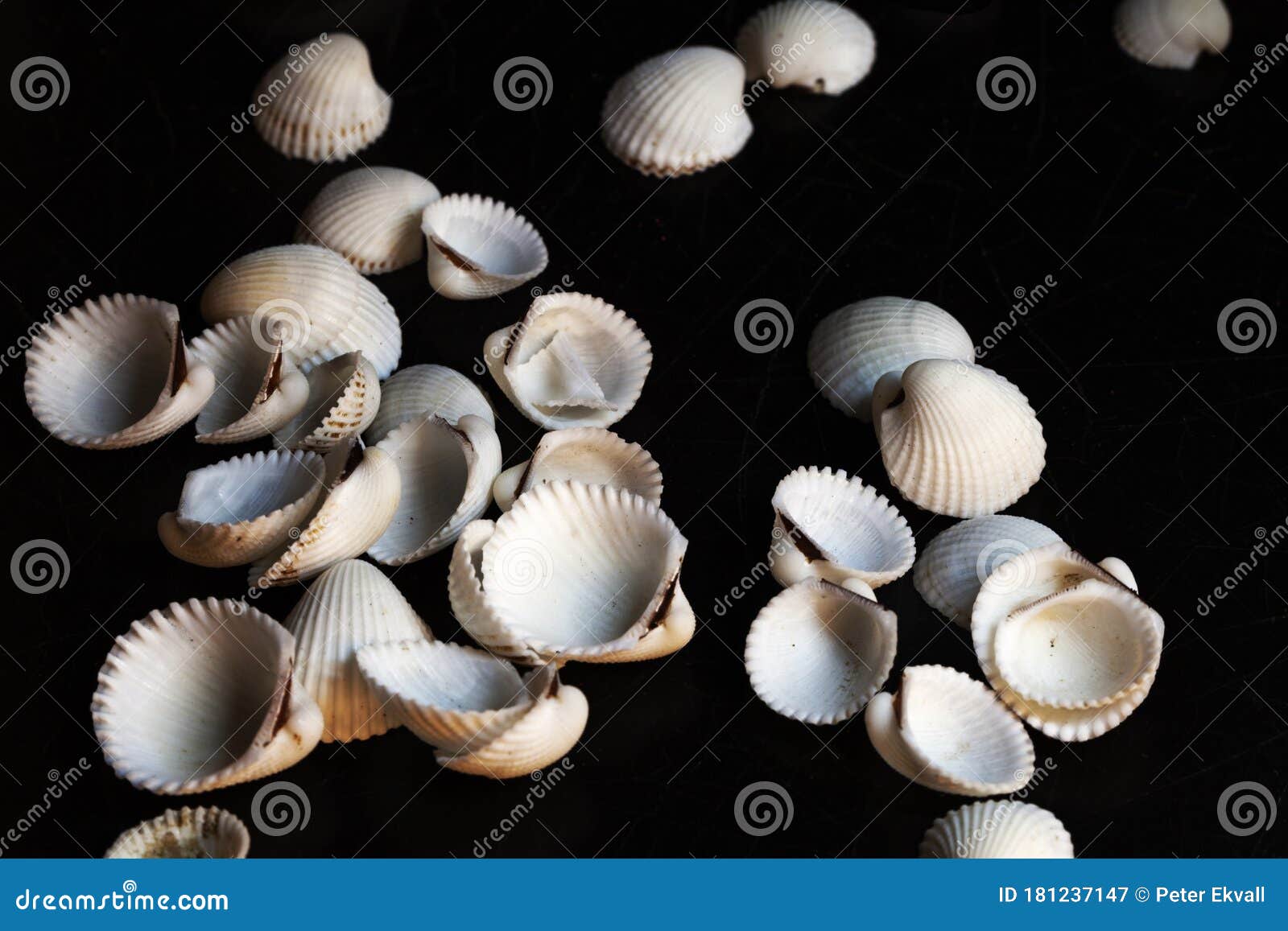 Many Seashells on Black Background Stock Image - Image of river, plenty ...