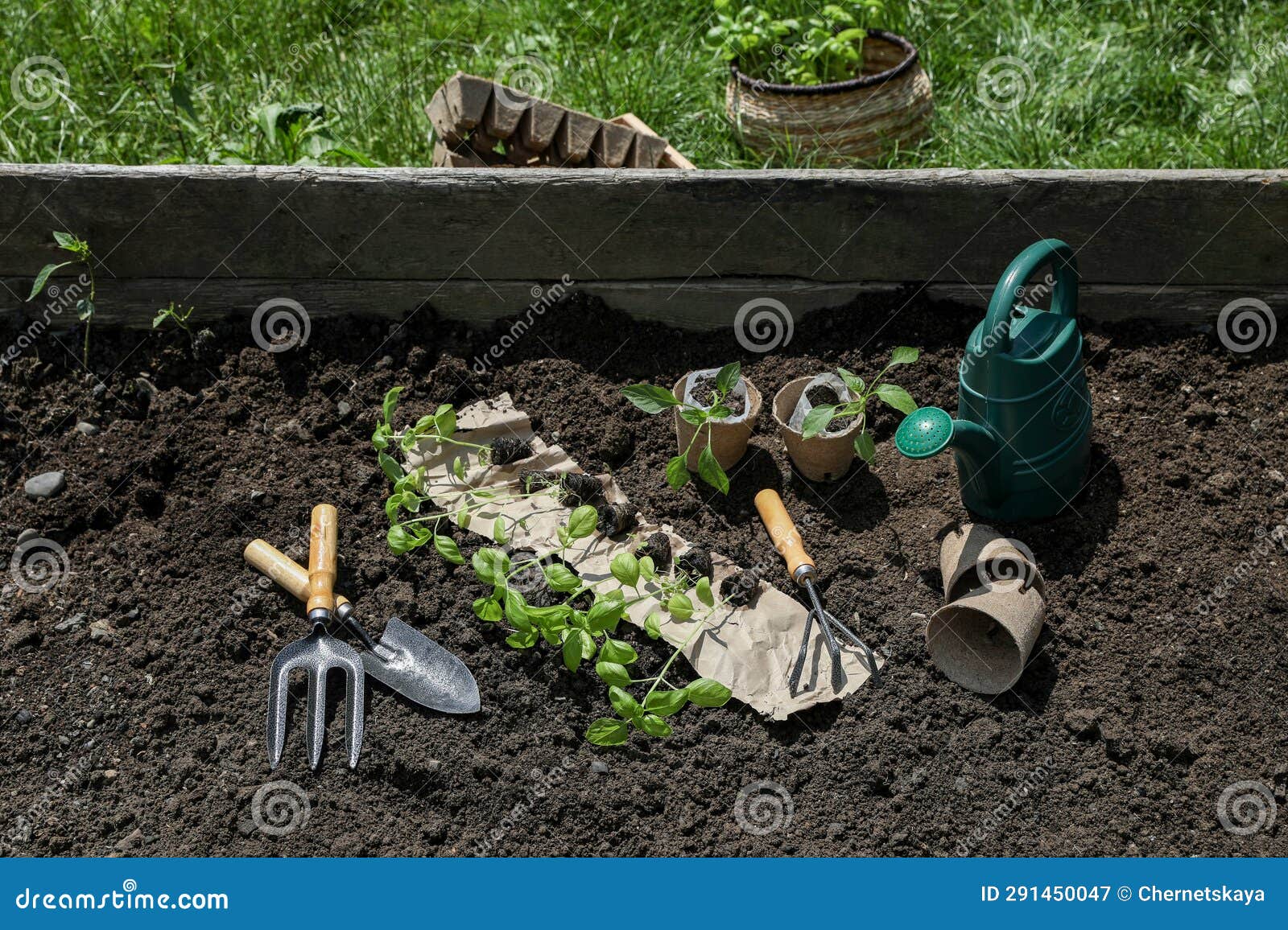 Many Seedlings and Different Gardening Tools on Ground Outdoors Stock ...